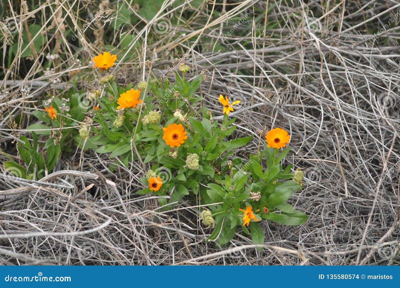 The Beautiful Calendula Officinalis Flower in Garden Stock Photo ...