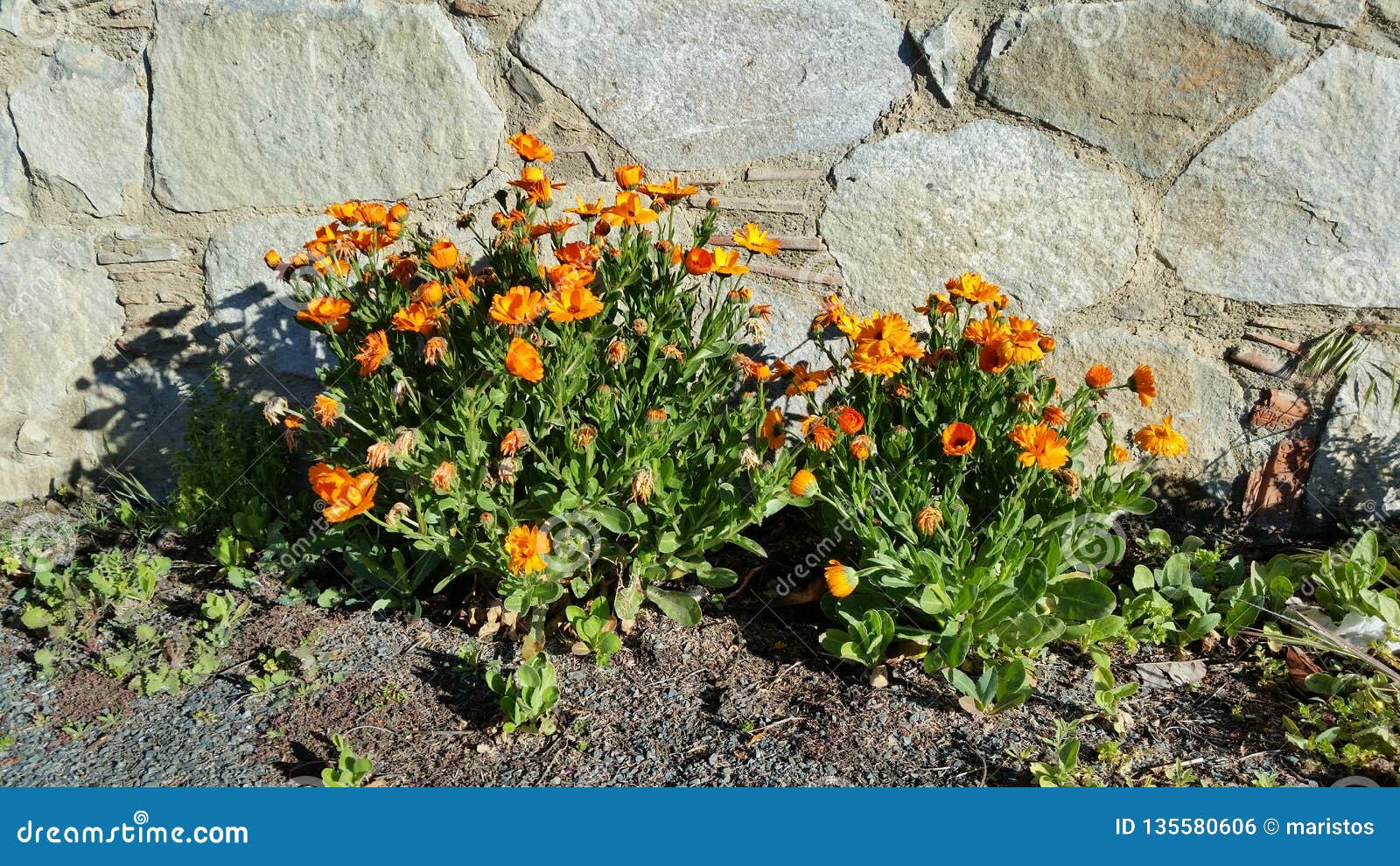 The Beautiful Calendula Officinalis Flower in Garden Stock Photo ...