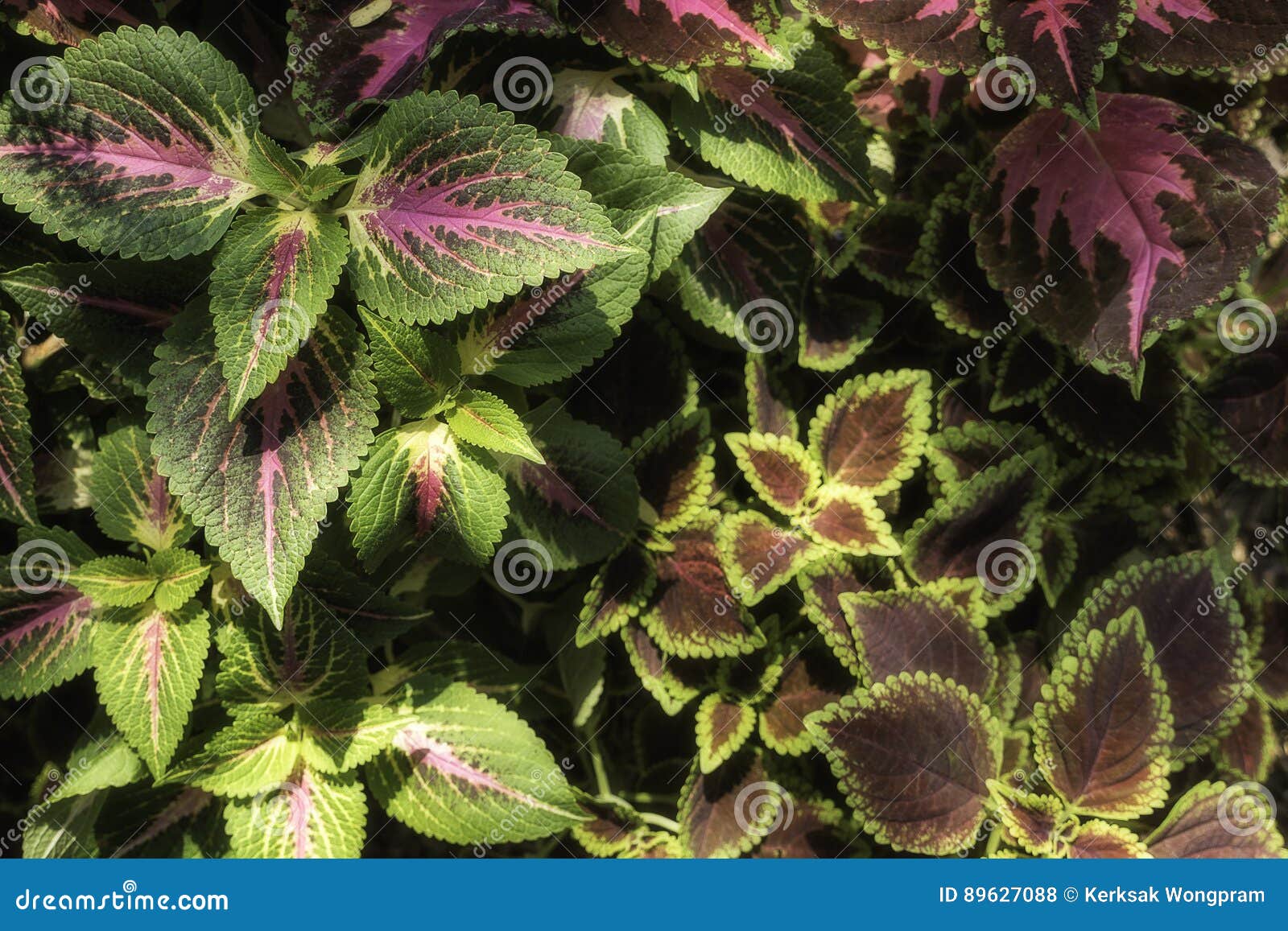 Beautiful Caleus Ornamental Plants Stock Photo - Image of green ...