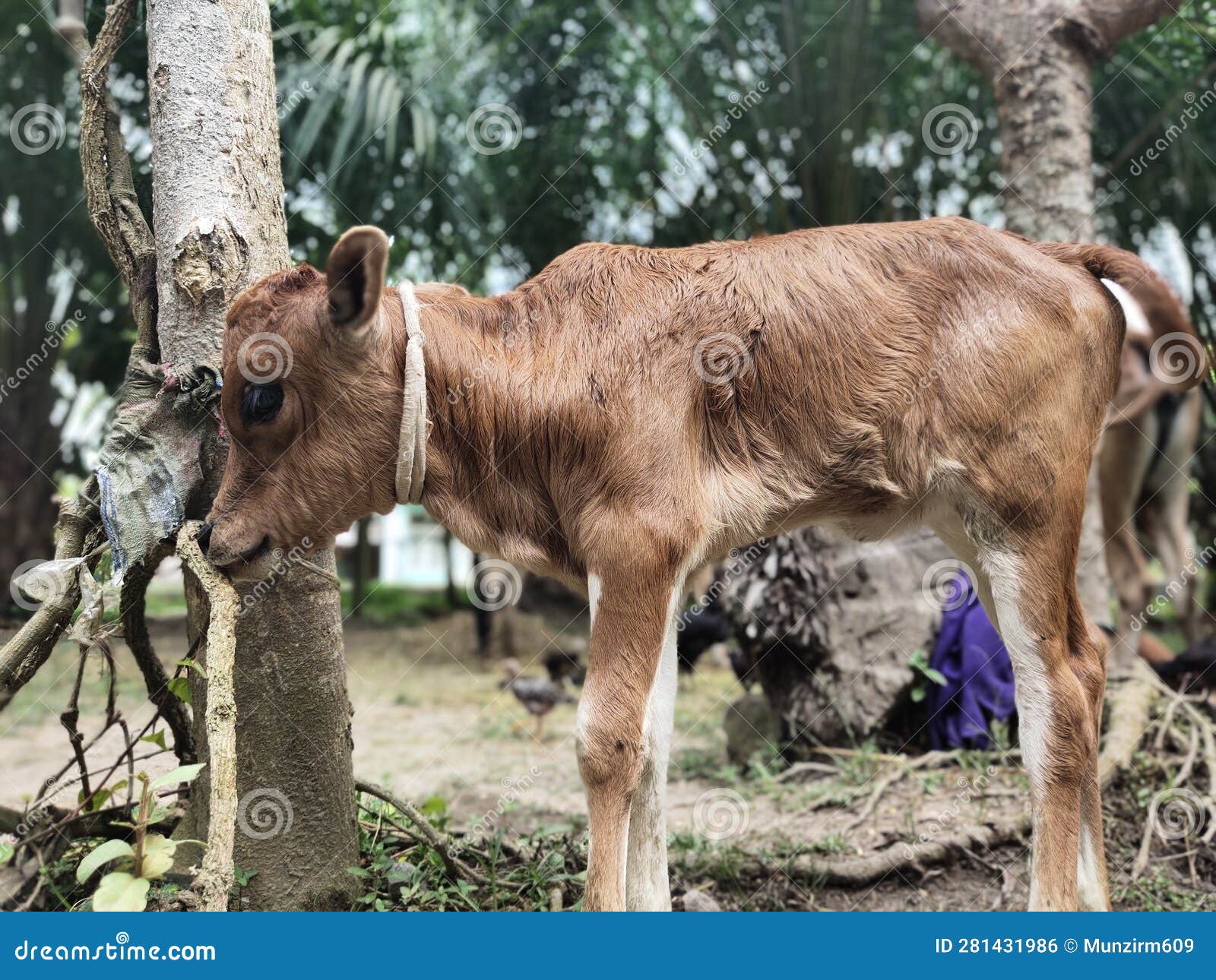 A beautiful calf and cute stock photo. Image of photograph - 281431986