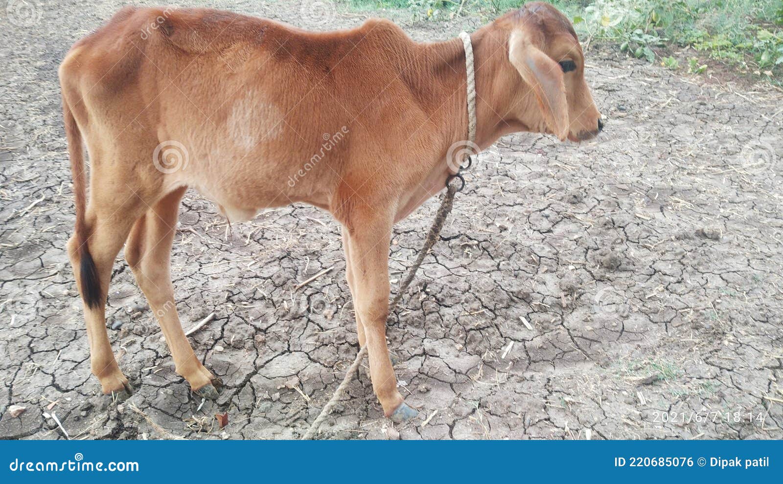 Beautiful calf at farm stock photo. Image of bull, calf - 220685076