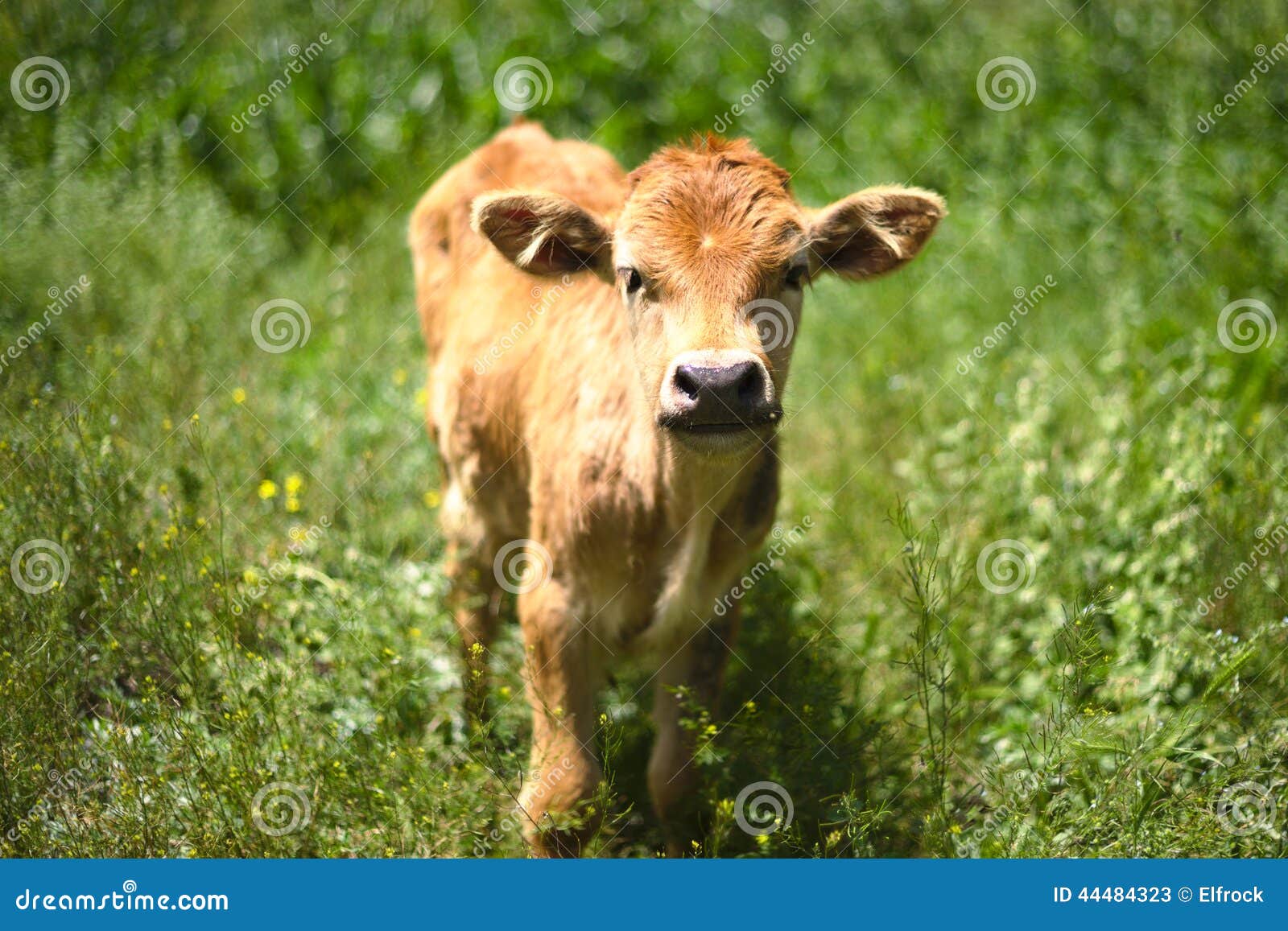 Beautiful calf stock image. Image of child, breeding - 44484323