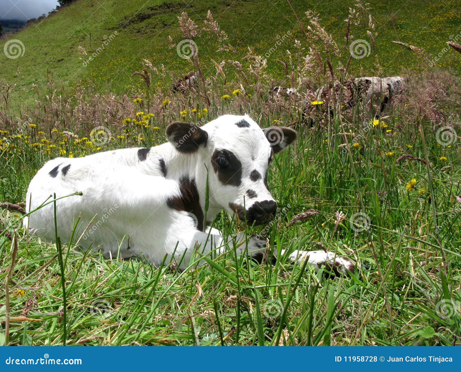 Beautiful calf new stock photo. Image of female, ecology - 11958728