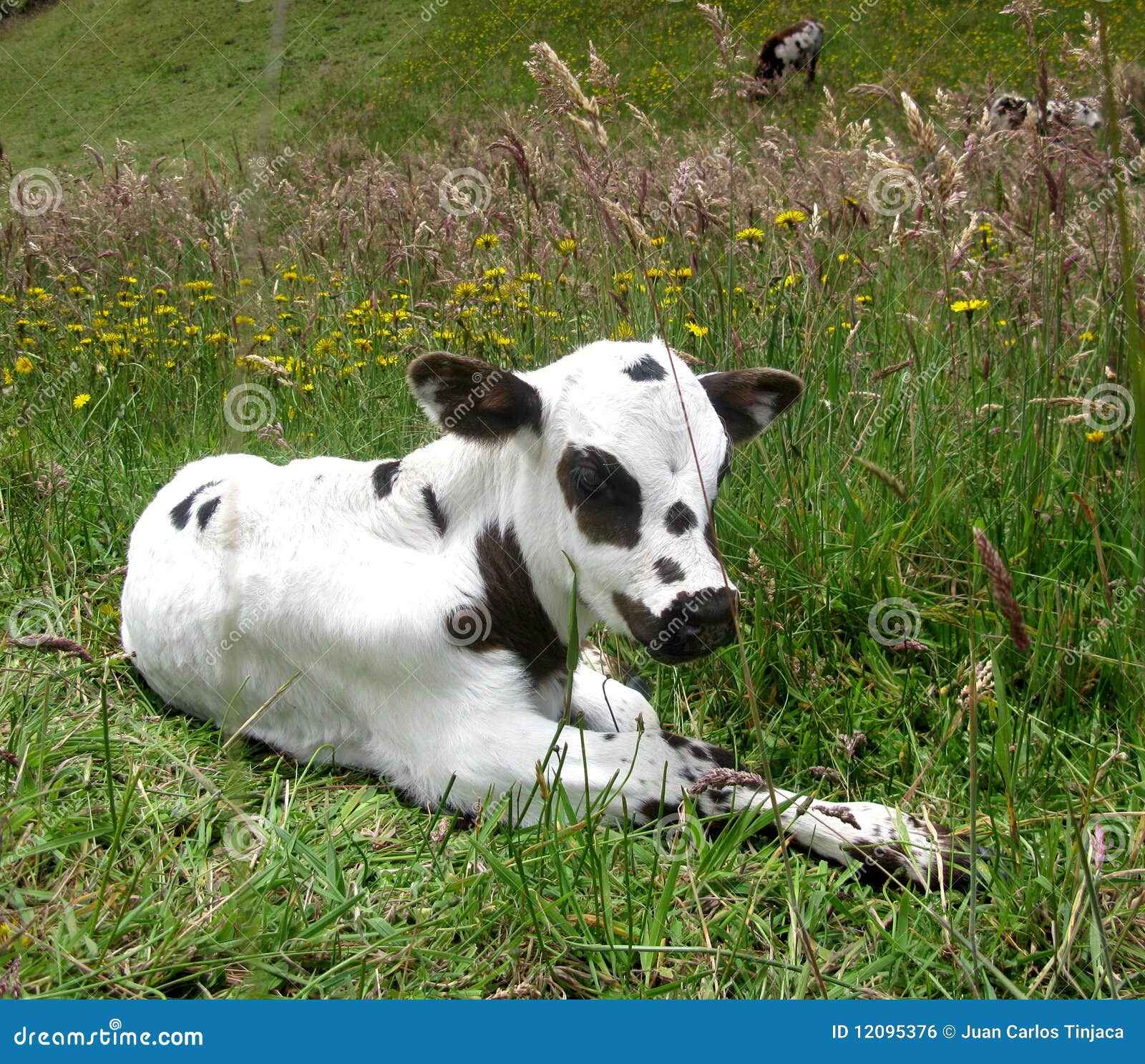 Beautiful calf new stock photo. Image of baby, beef, ecology - 12095376