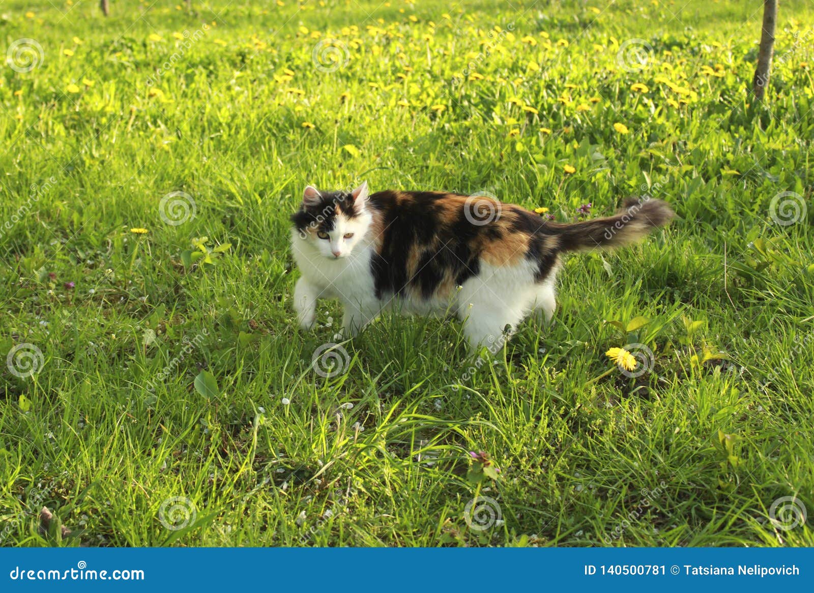 Beautiful Fluffy Calico Cat in Green Grass Stock Image - Image of green ...