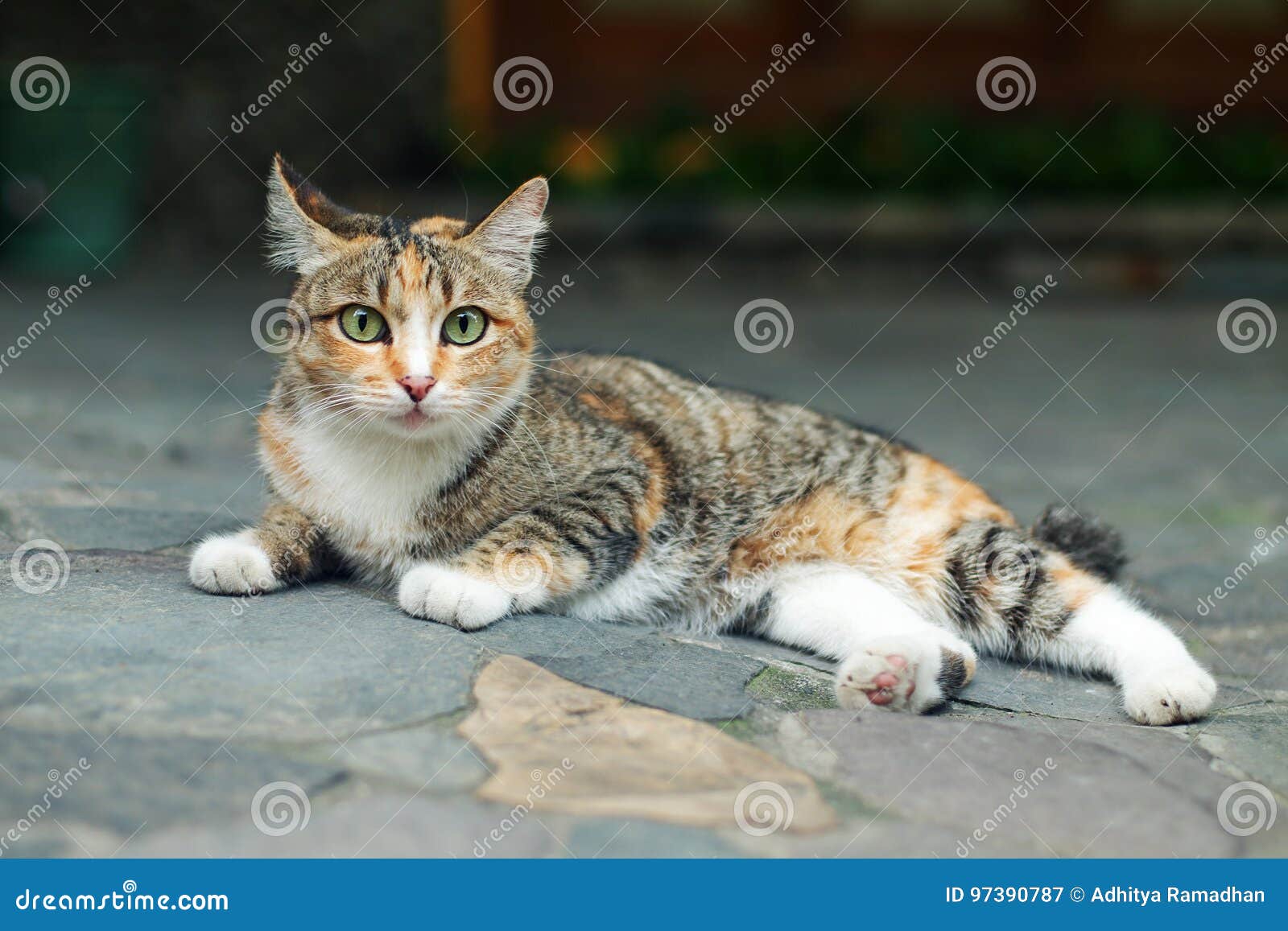 Beautiful Calico Cat Lie Down Stock Image - Image of cute, calico: 97390787
