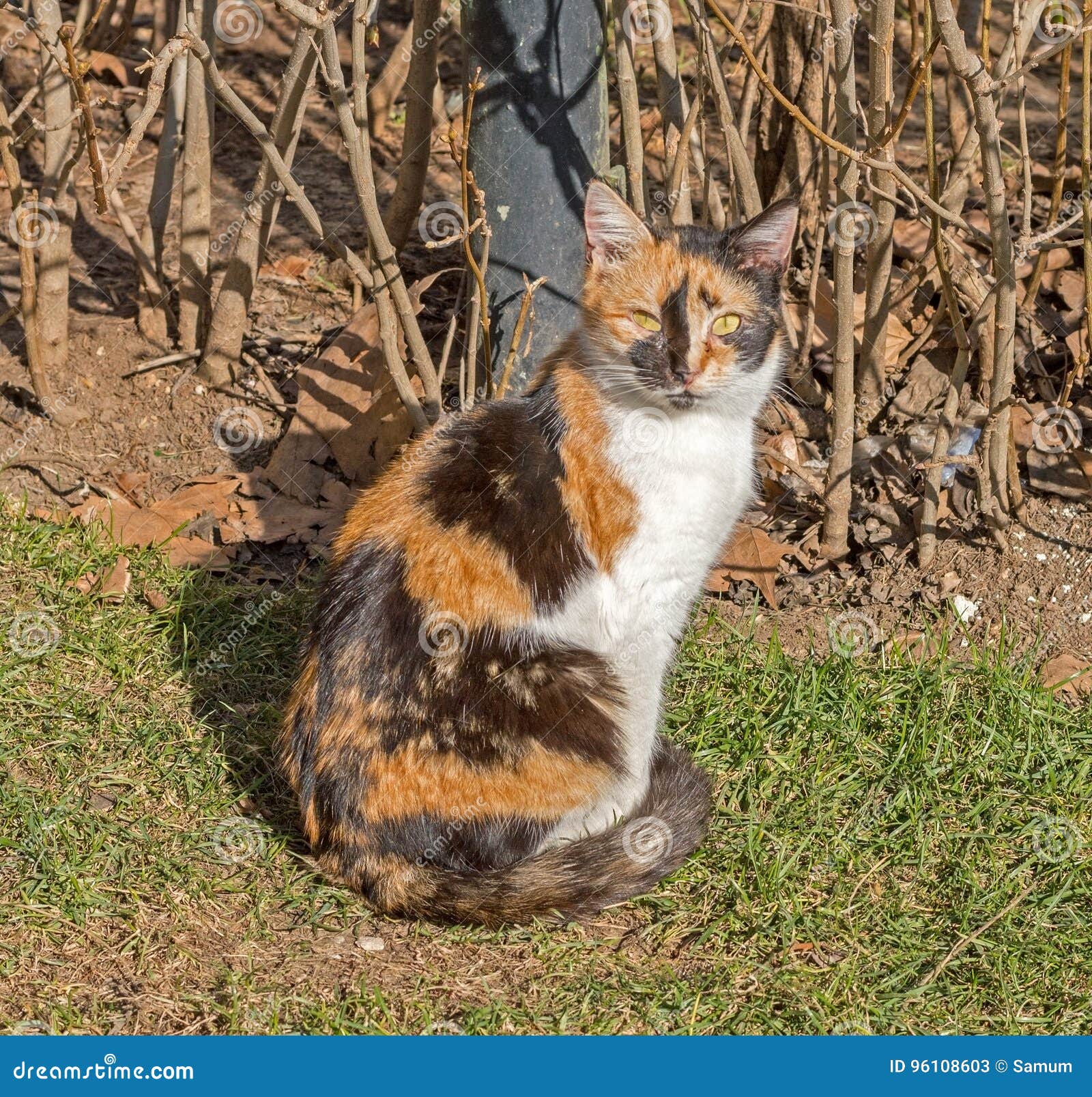 Beautiful calico cat stock image. Image of farm, tricolor - 96108603