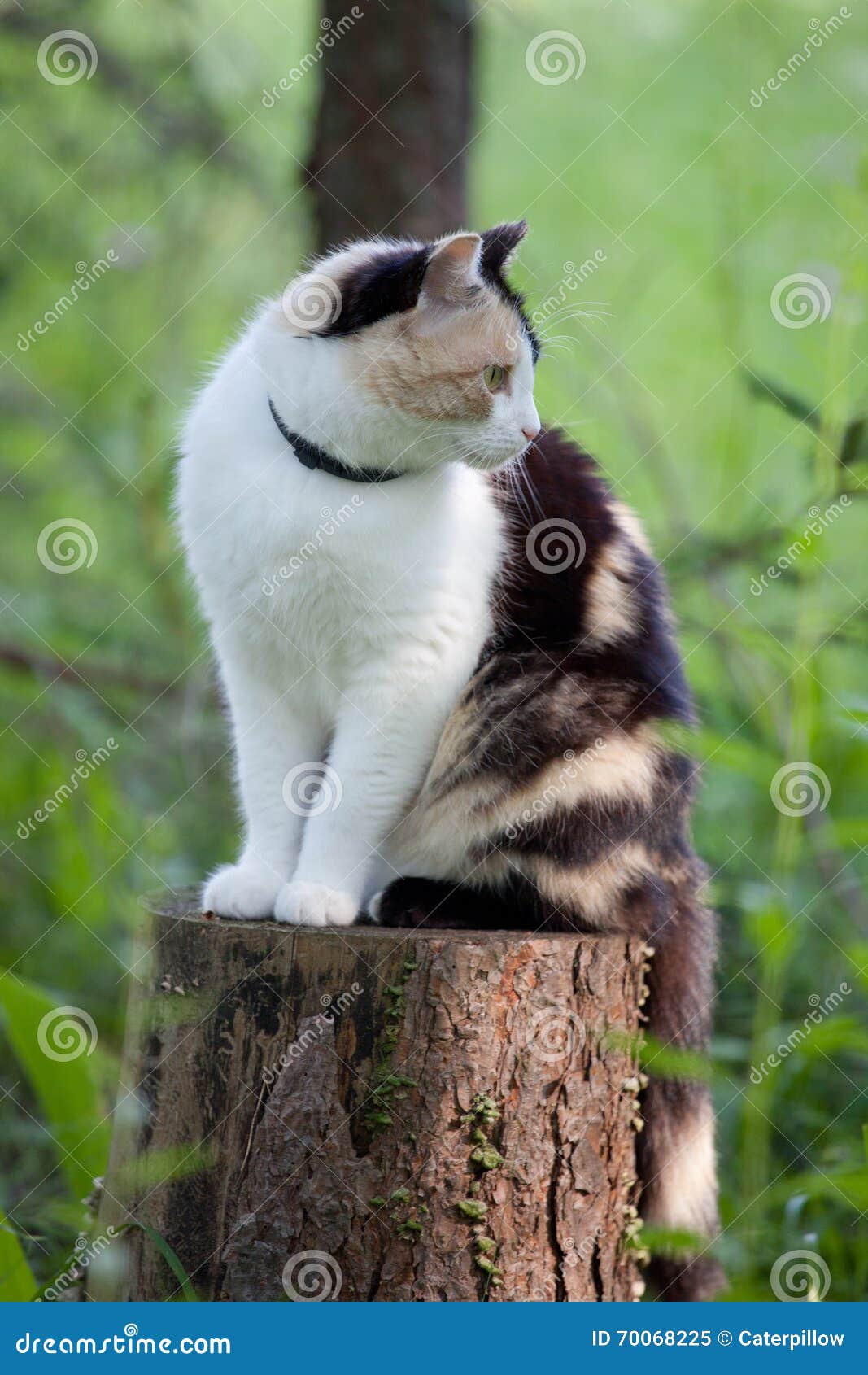 Beautiful Calico Cat Walking Grass Stock Image - Image of colorful ...