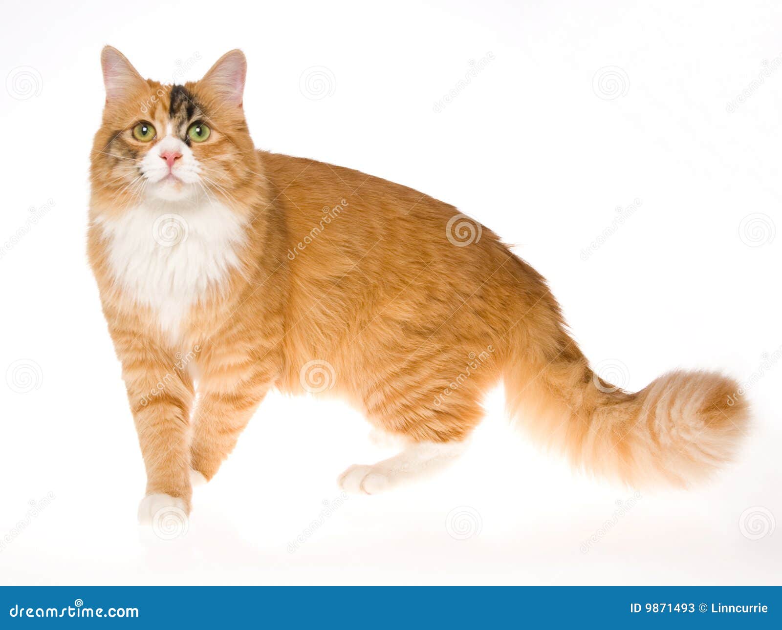 Beautiful Calico Cat on White Background Stock Image - Image of cats ...