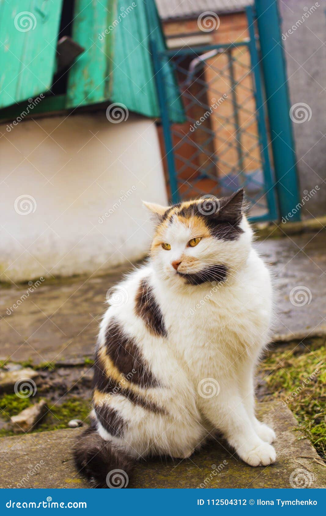 Calico Cat with Yellow Eyes Sits on Backyard Stock Photo - Image of ...