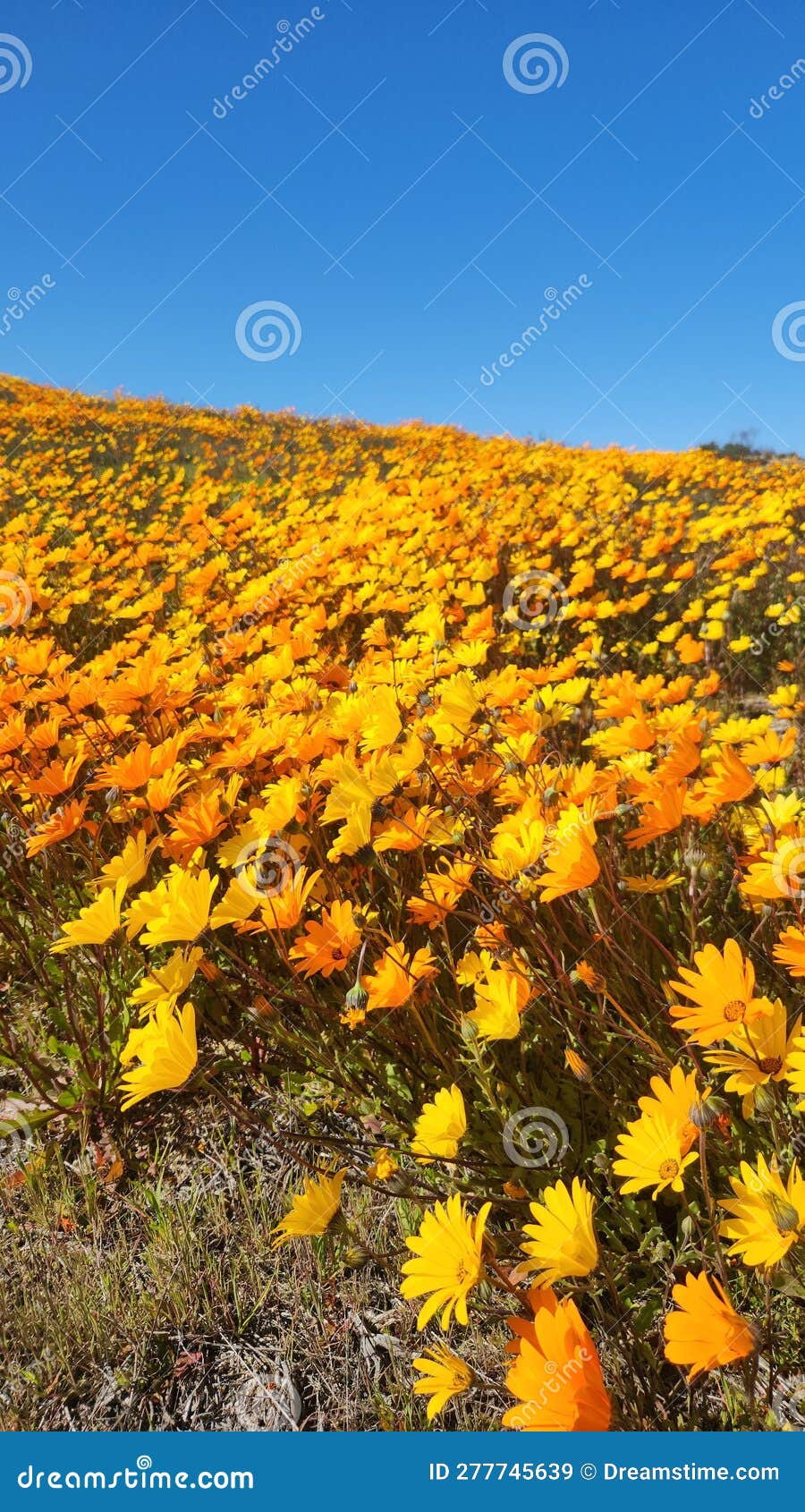 Beautiful California Wildflowers Stock Image - Image of california ...