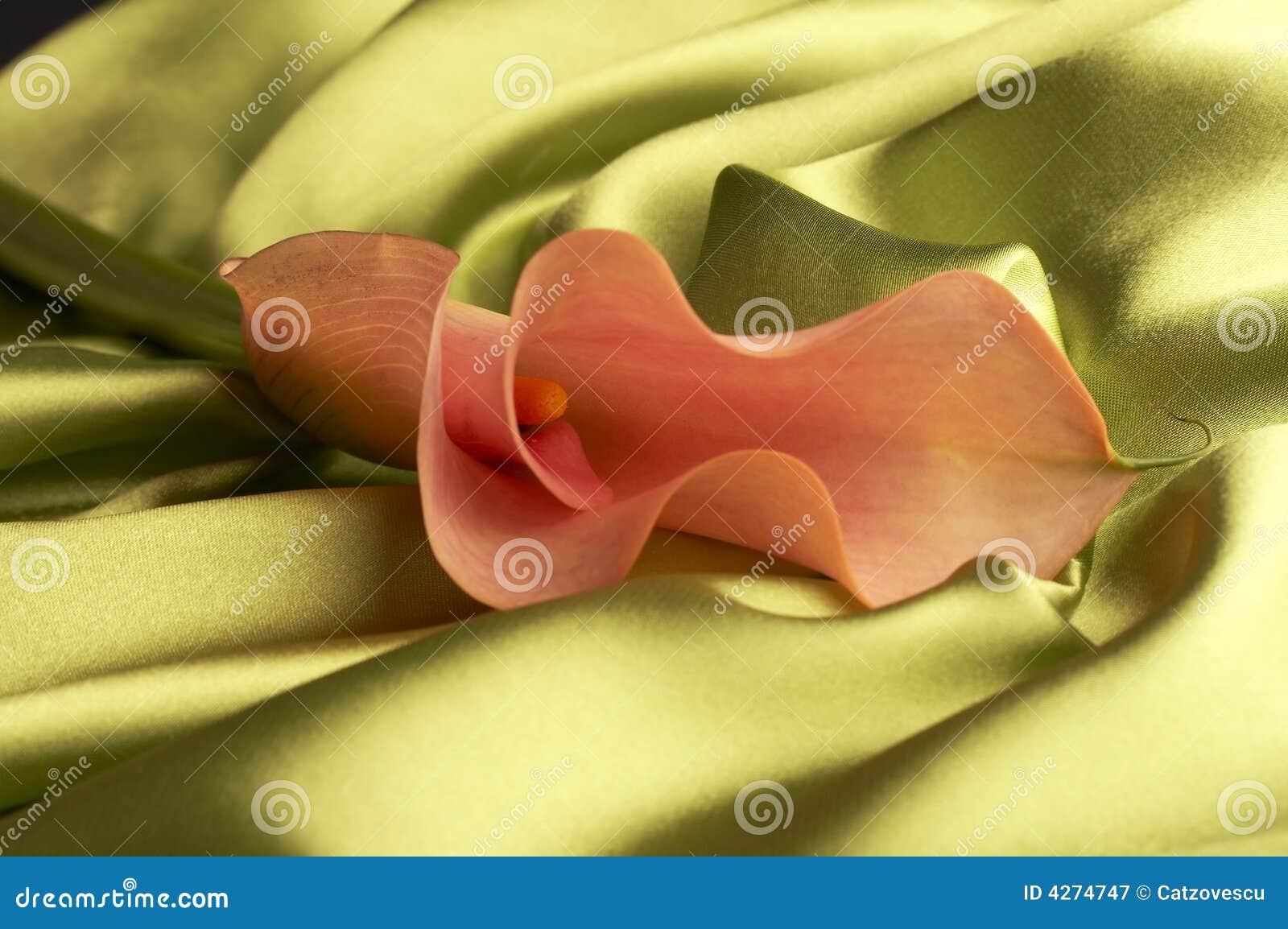 Beautiful calla stock image. Image of creamy, floral, satin - 4274747