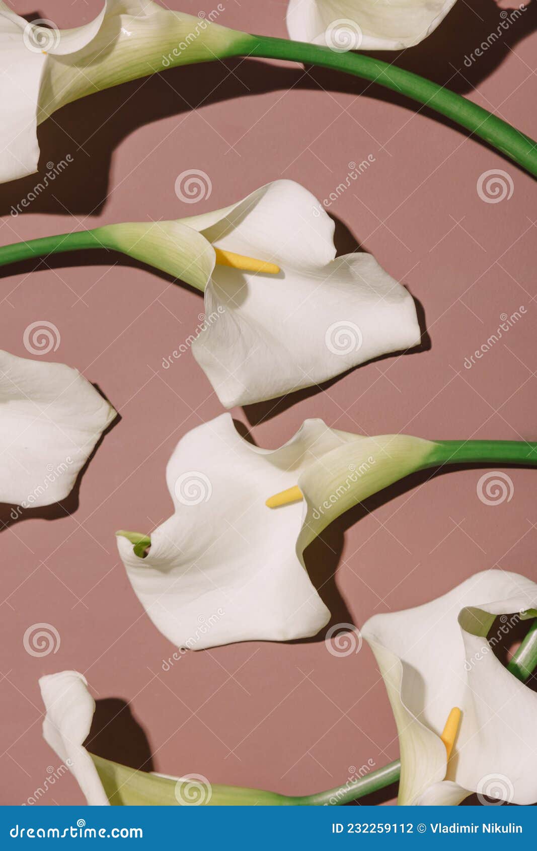 Beautiful Calla Flowers on Brown Background Stock Photo - Image of ...