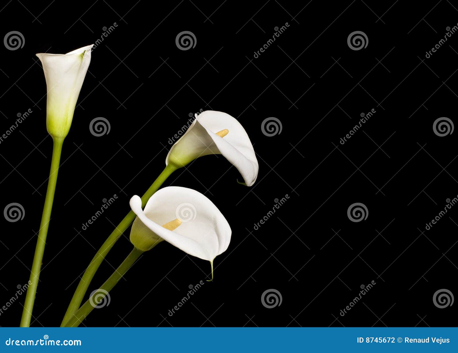 Beautiful calla lilies stock photo. Image of elegant, black - 8745672