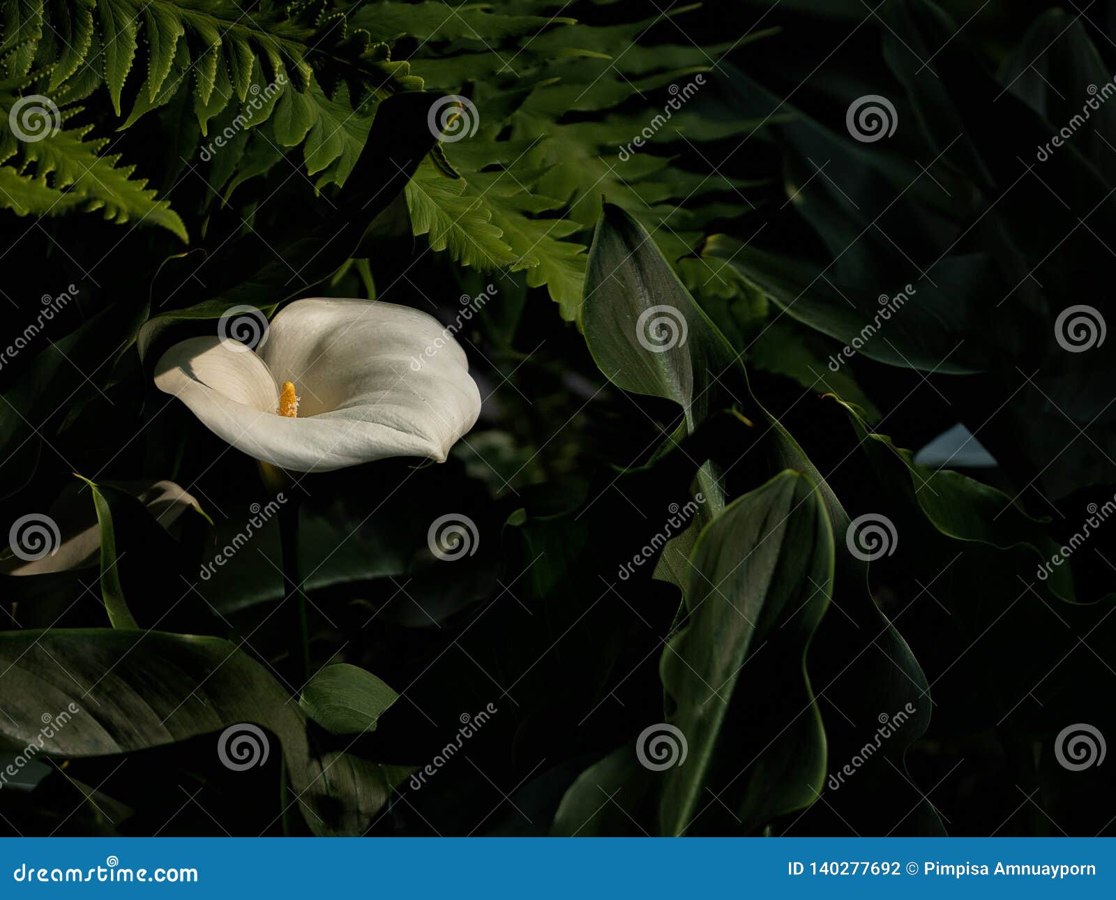 Beautiful Calla Lilies, White Flower with Green Leaf Stock Photo ...