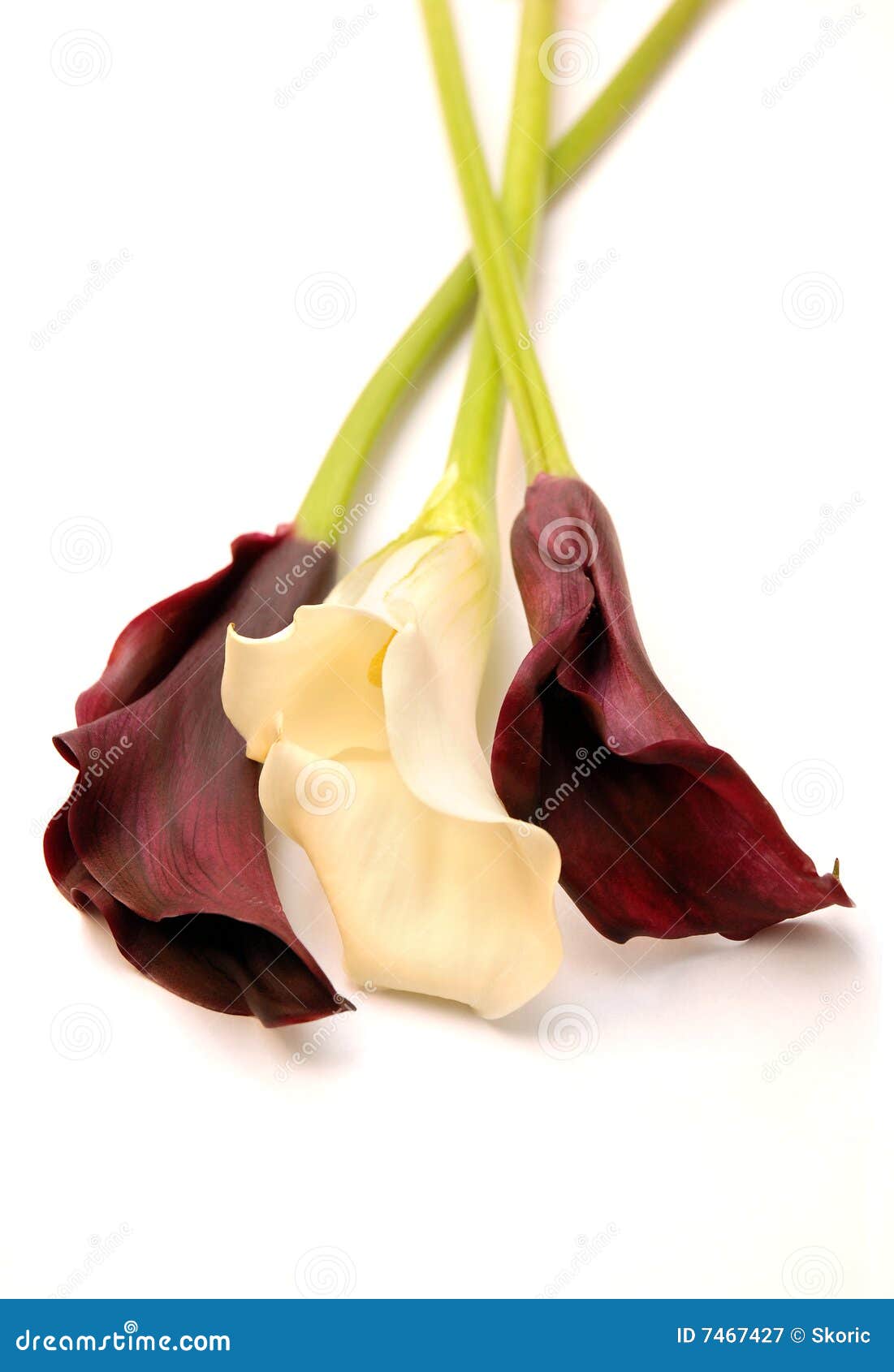 Beautiful calla lillies stock image. Image of botany, decoration - 7467427