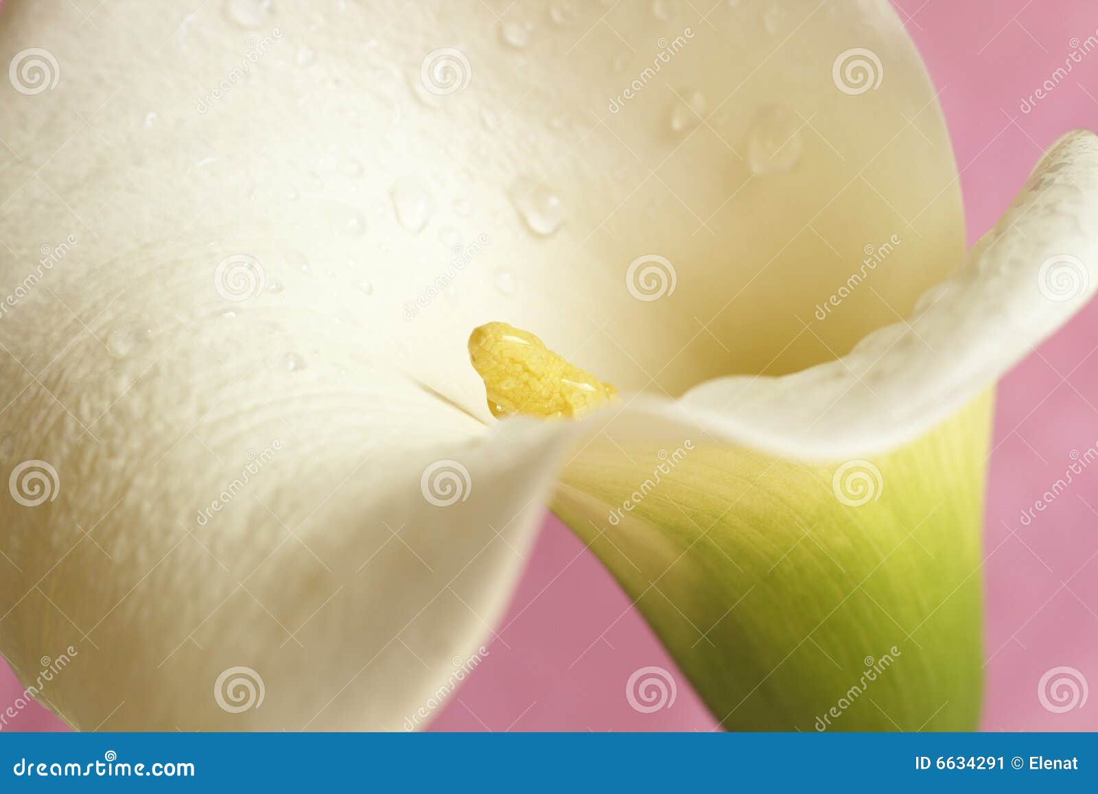 Beautiful Calla Lilly on Pink Stock Image - Image of bright, garden ...