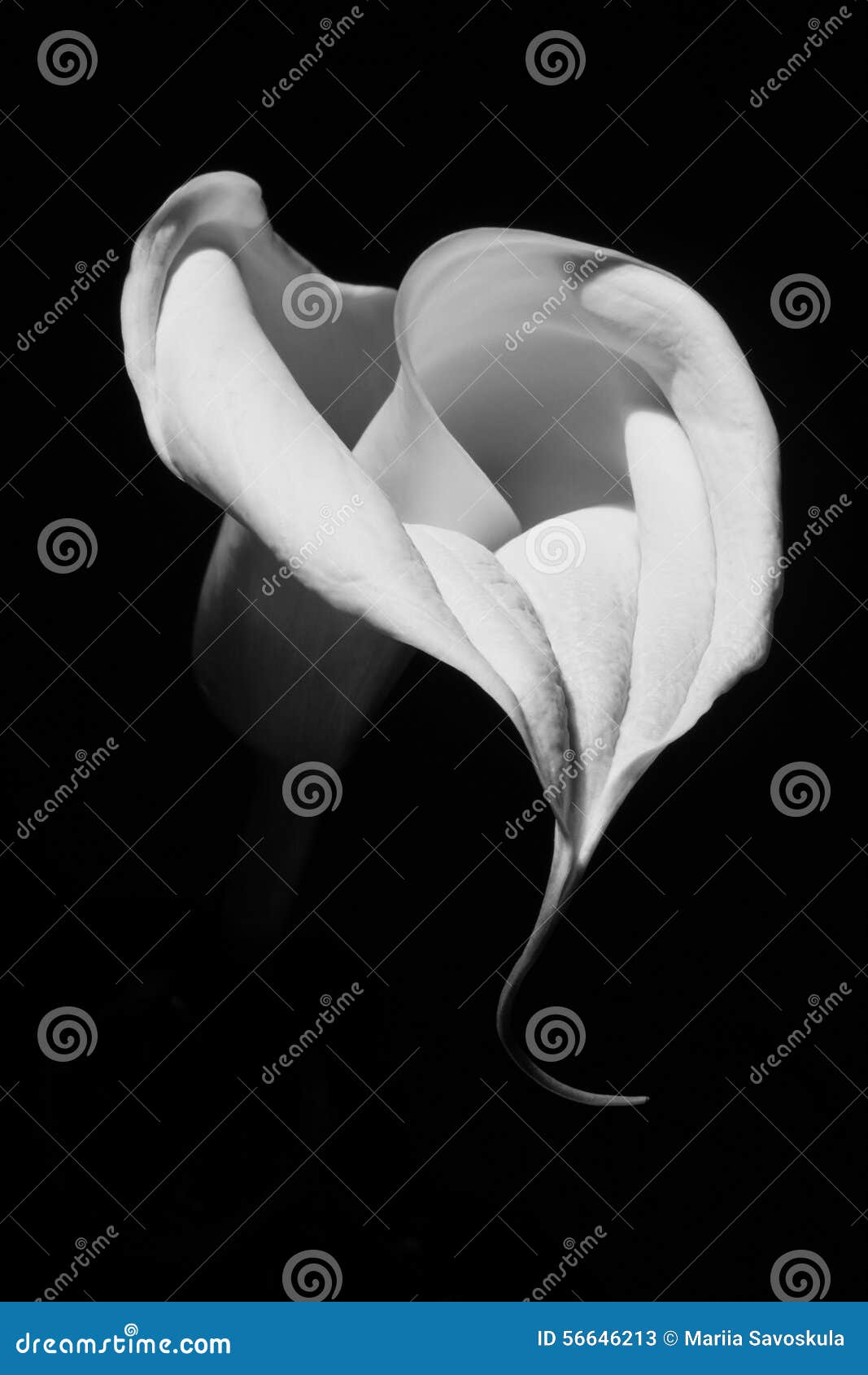 Beautiful Calla Lily on Black Background. Stock Image - Image of ...