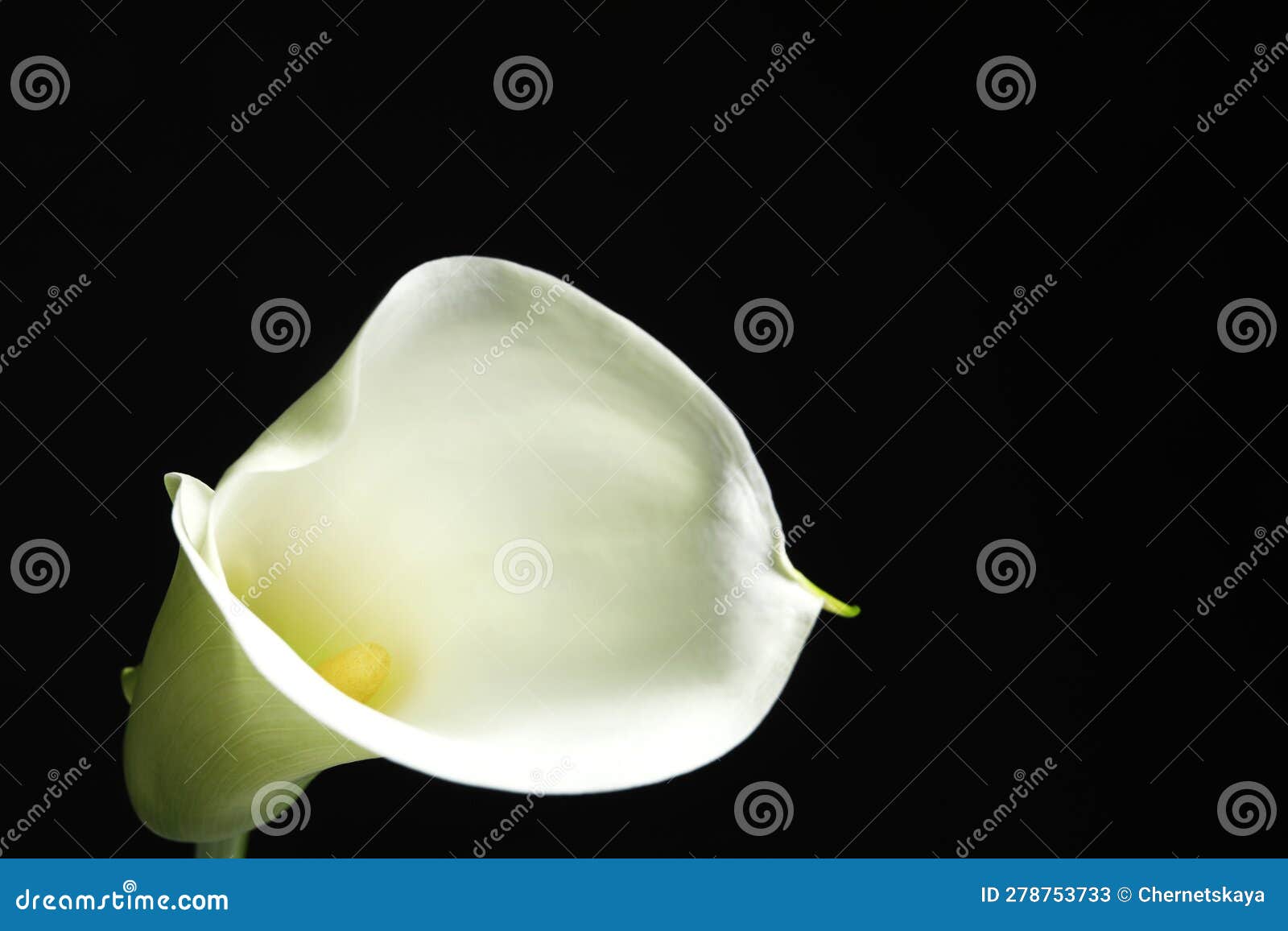 Beautiful Calla Lily Flower on Black Background, Closeup Stock Image ...