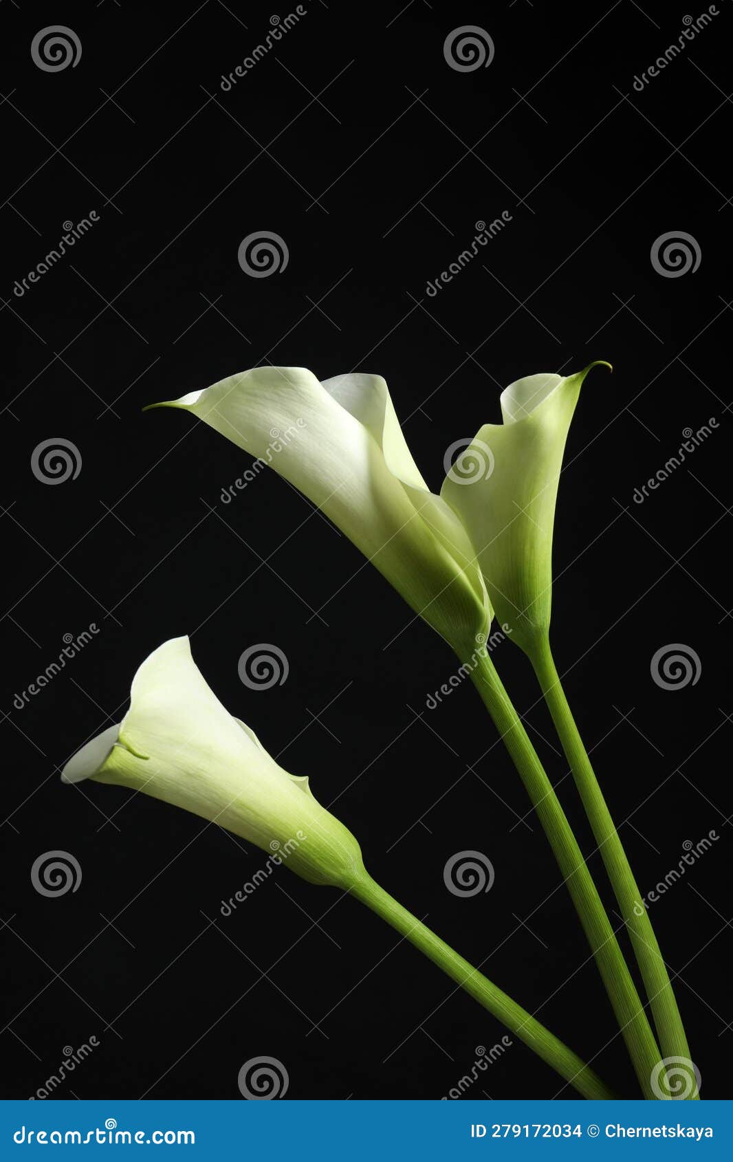 Beautiful Calla Lily Flowers on Black Background Stock Photo - Image of ...