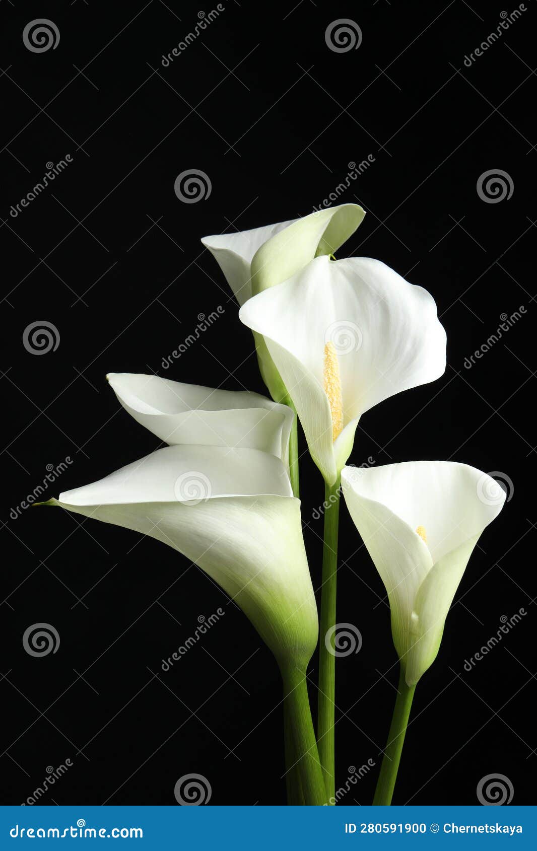 Beautiful Calla Lily Flowers on Black Background Stock Photo - Image of ...