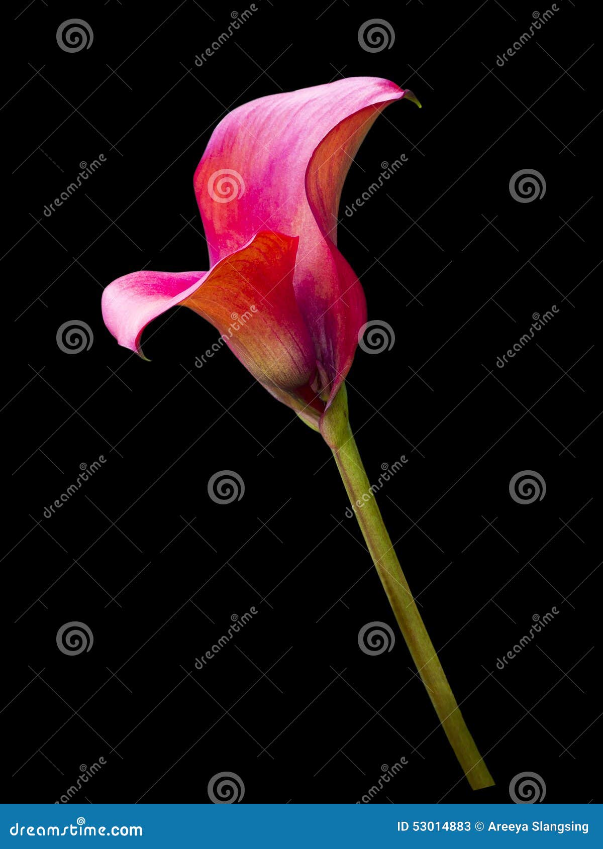 Beautiful Calla Lily Isolated Stock Image - Image of nature, fresh ...