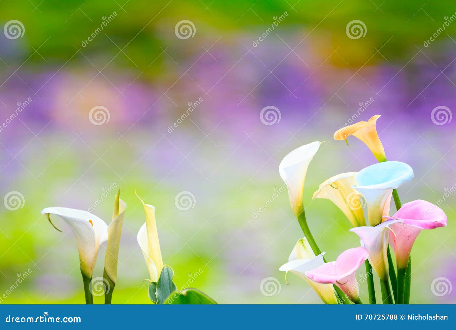 Beautiful Calla Lily with Nice Background Color Stock Photo - Image of ...