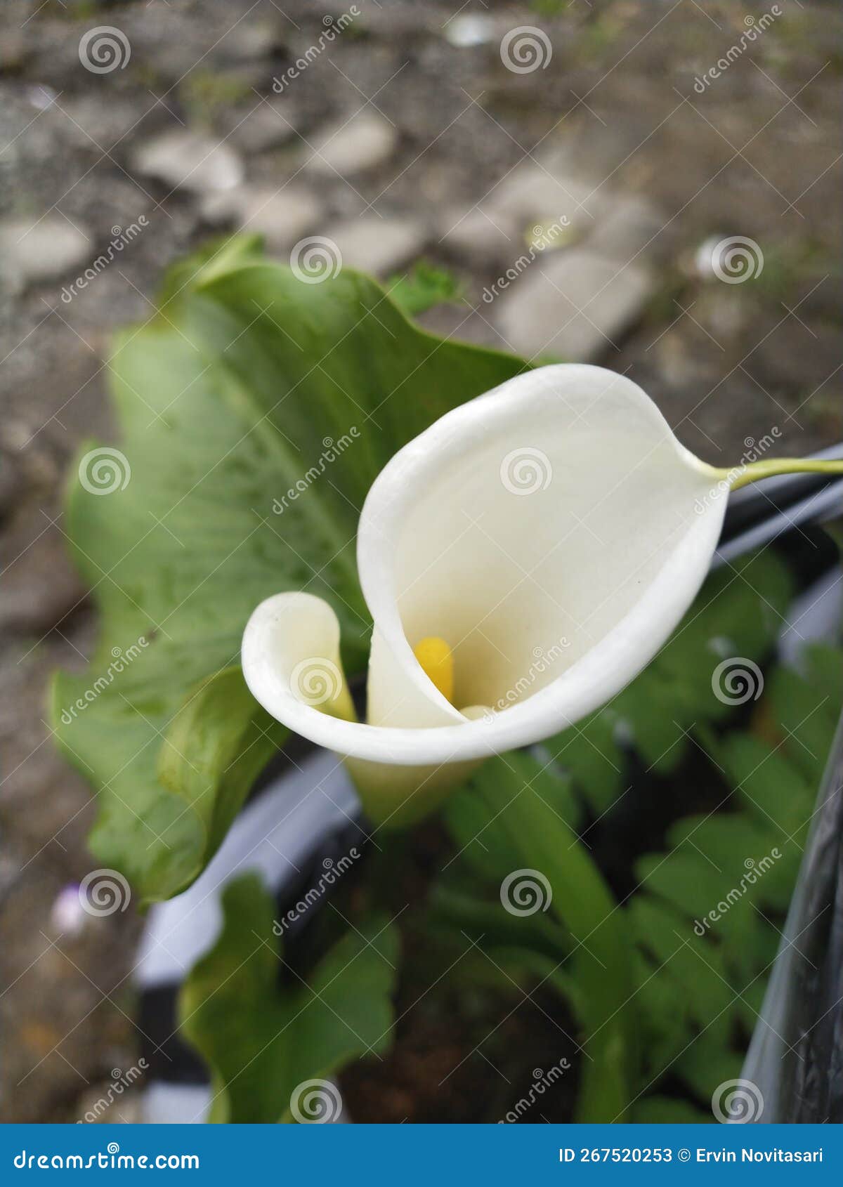 Beautiful of Calla lyly stock image. Image of produce - 267520253