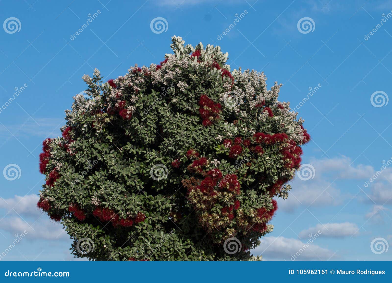 Beautiful Callistemon tree stock image. Image of tree - 105962161