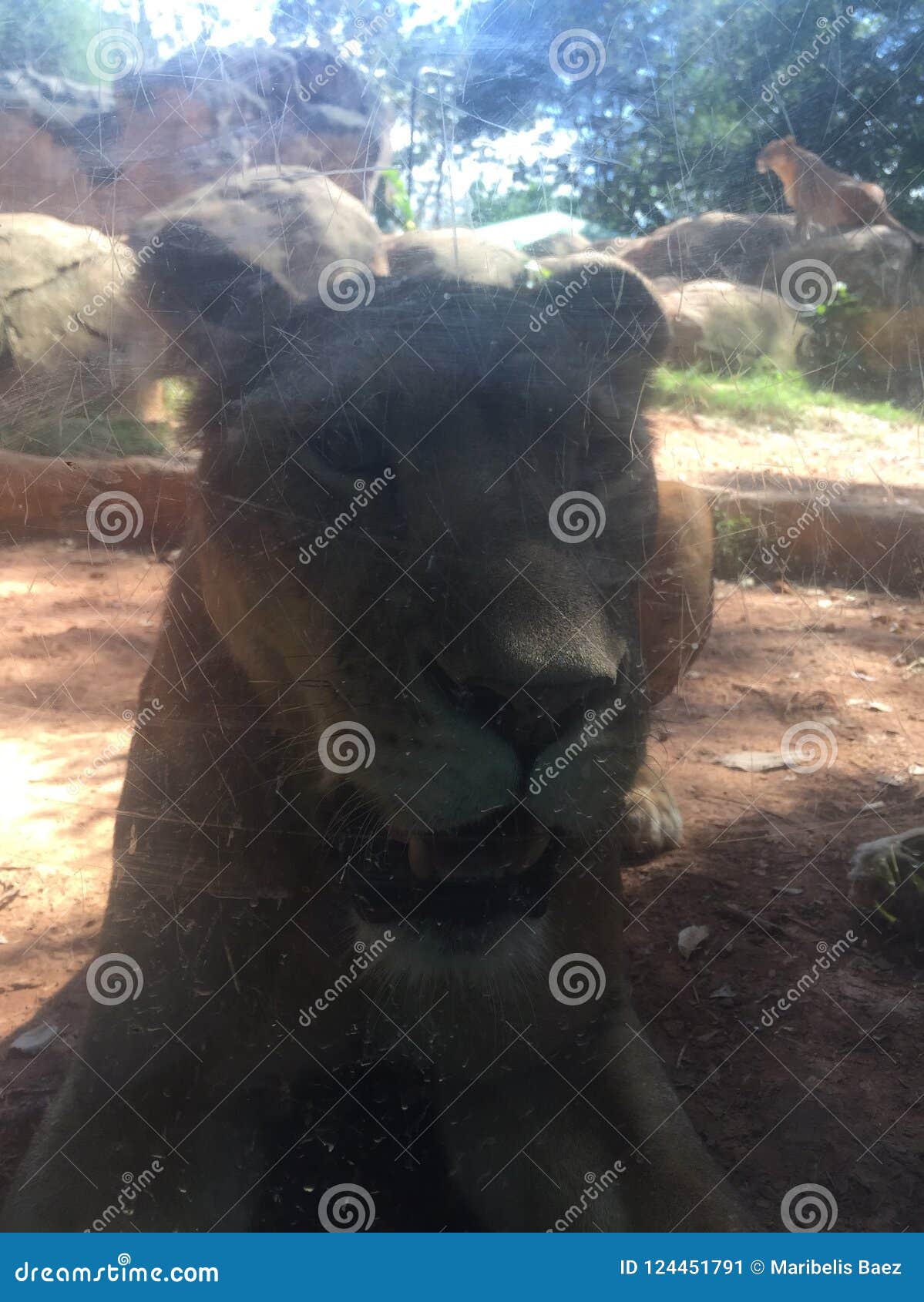 Lion stock image. Image of calm, peace, beautiful, look - 124451791