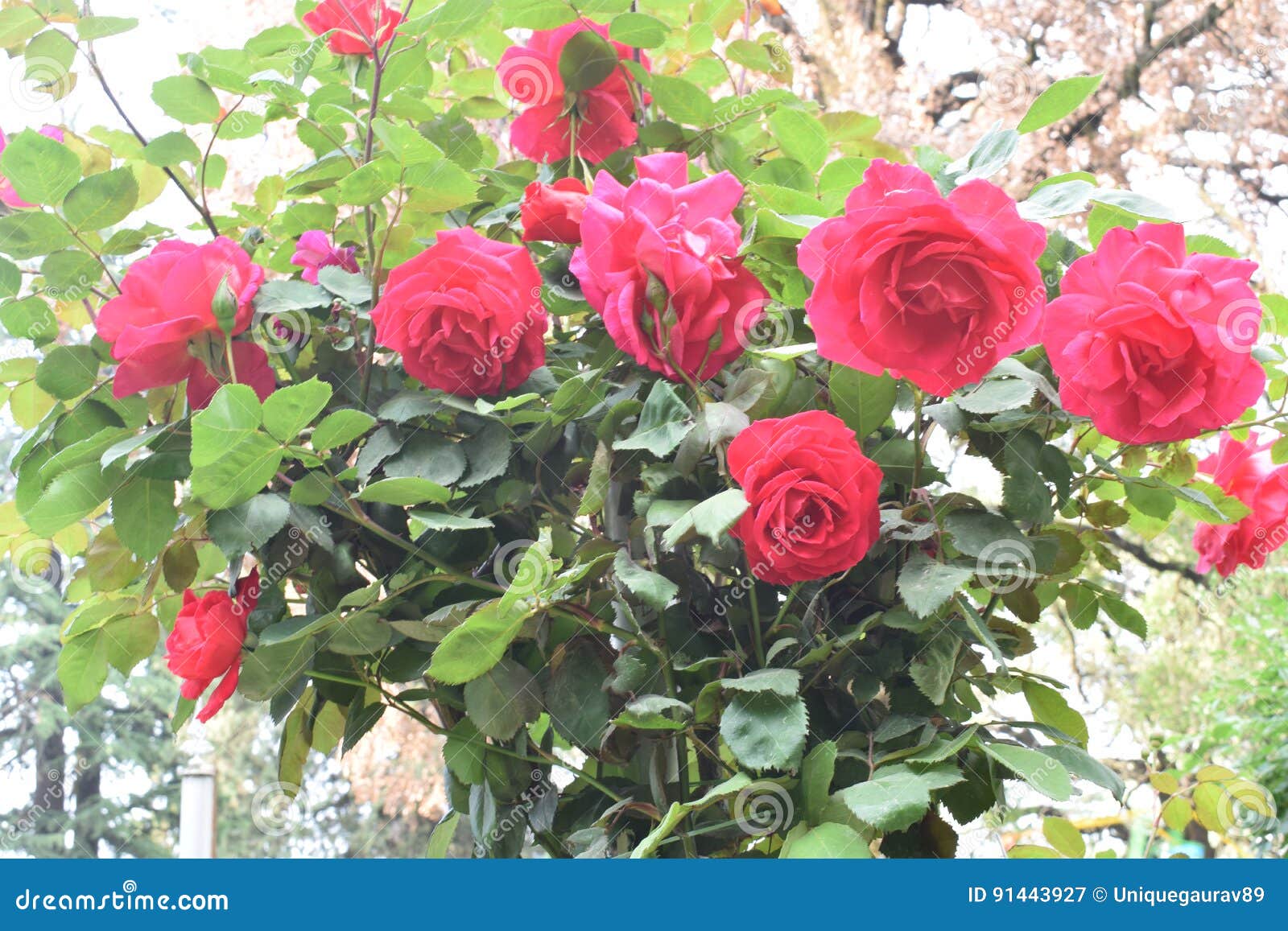 Beautiful and Calm Red Roses Stock Image - Image of nature, flora: 91443927