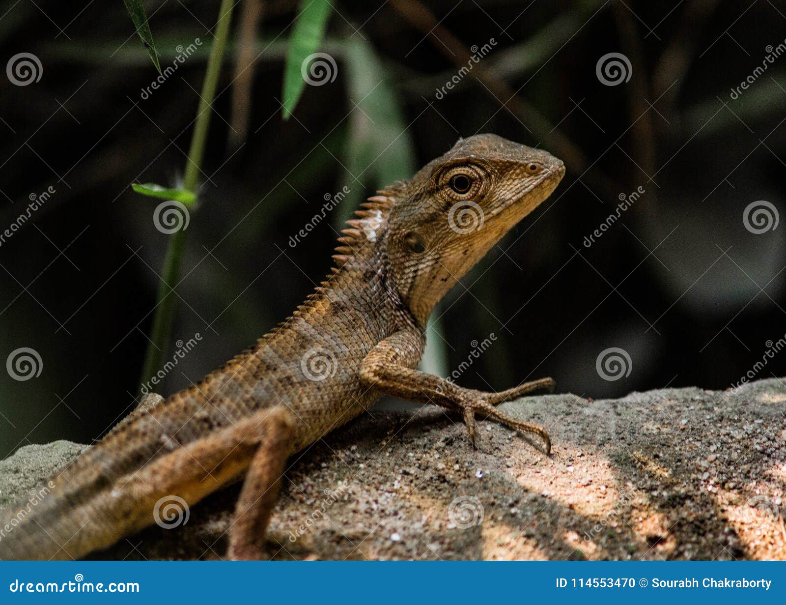 A beautiful calotis stock photo. Image of calotis, lizard - 114553470