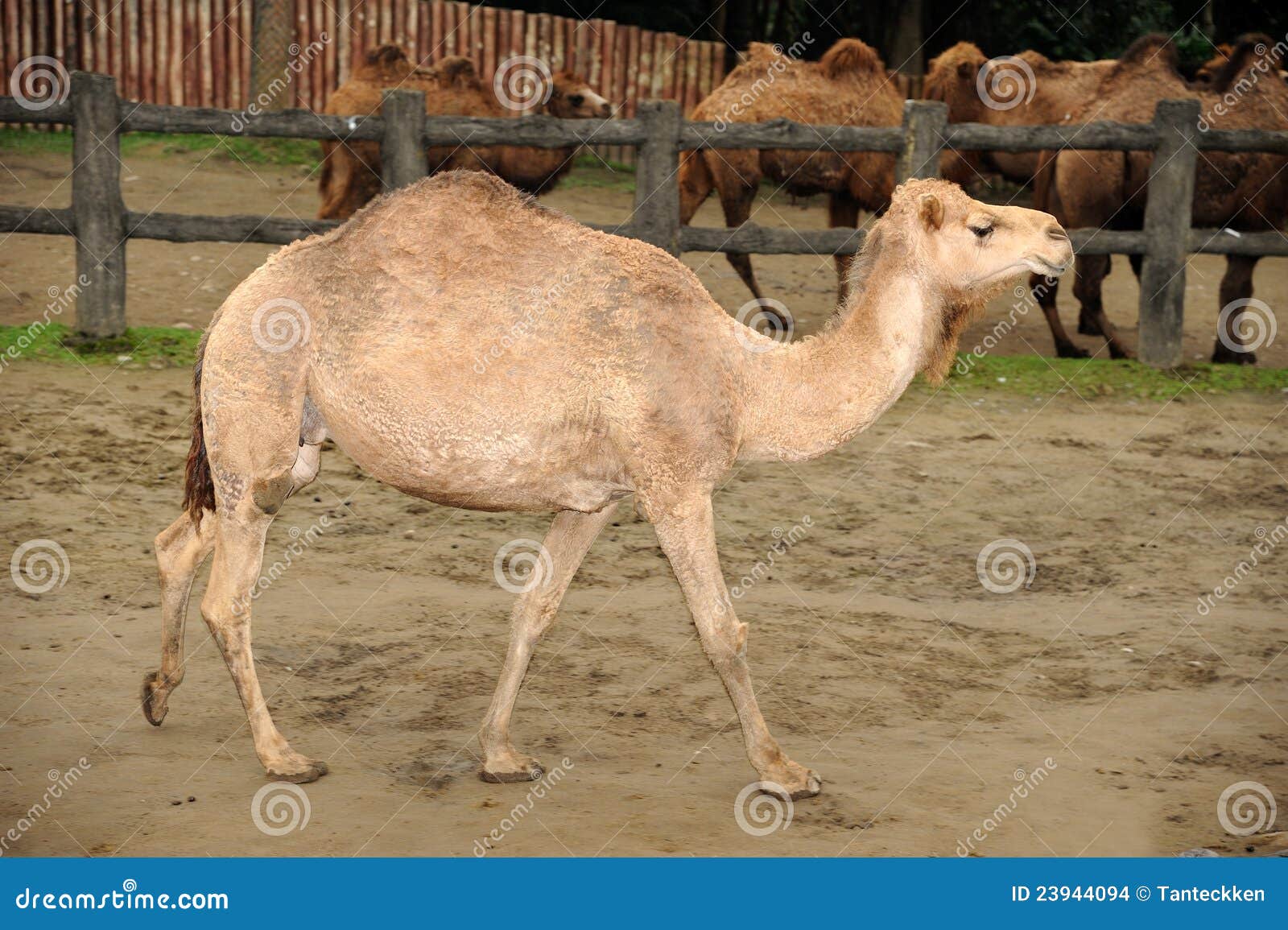 Beautiful Camel stock photo. Image of mammal, destination - 23944094