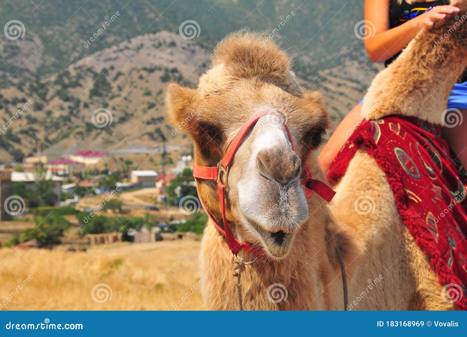 Beautiful Camel Close Up Portrait. Sunny Summer Stock Image - Image of ...