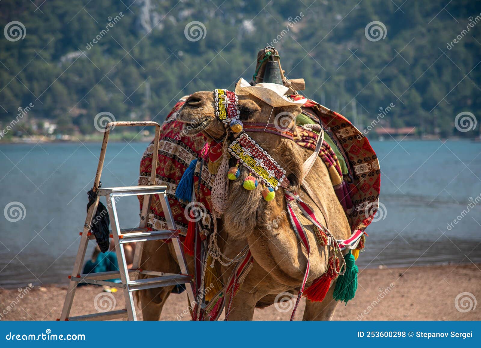 Beautiful Camel in Clothes. Portrait of a Big Camel Stock Photo - Image ...