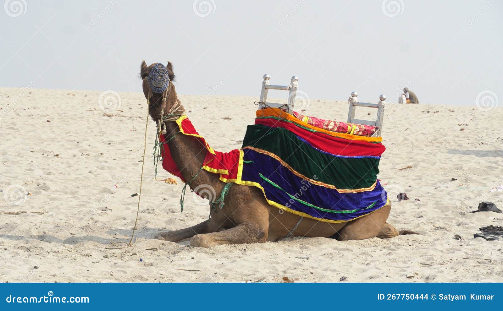 A Beautiful Camel Sitting Image HD Stock Photo - Image of caravan ...