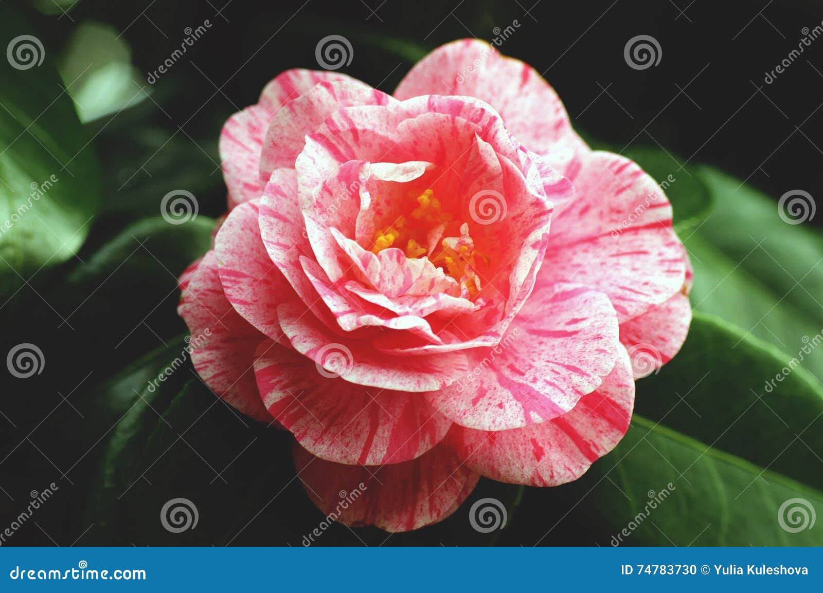 Beautiful camellia flower stock photo. Image of camelia - 74783730
