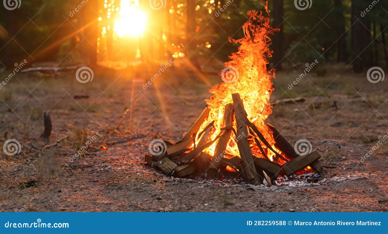 Beautiful Campfire Lit in the Middle of the Forest in High Resolution ...