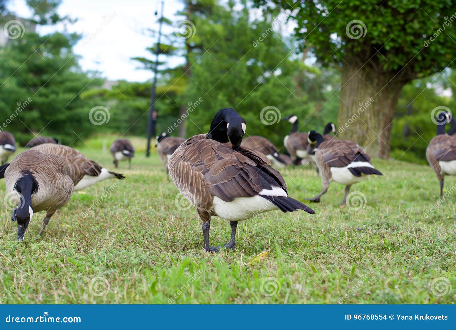 Beautiful Canada geese stock photo. Image of geese, park - 96768554