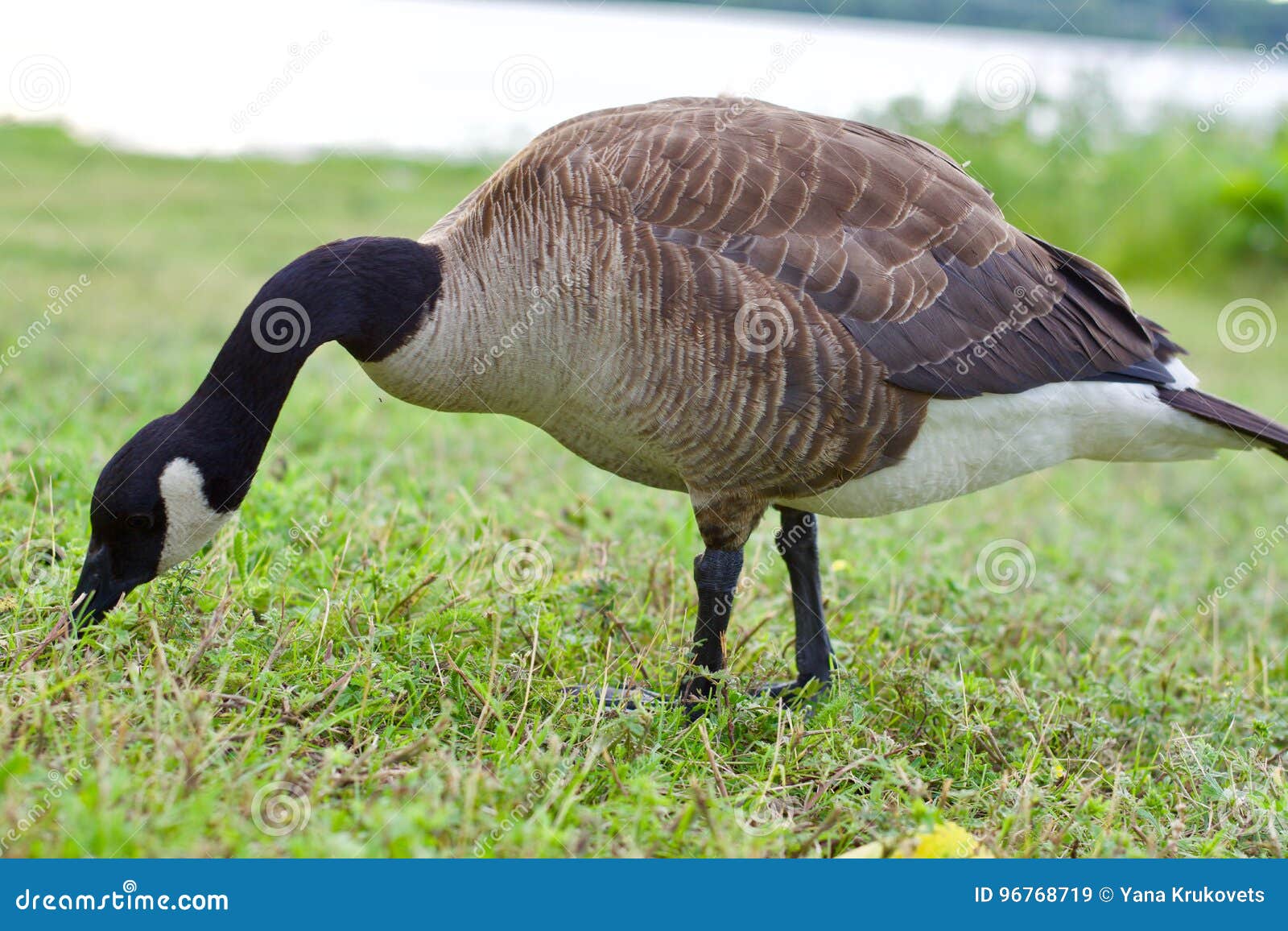 Beautiful Canada geese stock image. Image of travel, nature - 96768719