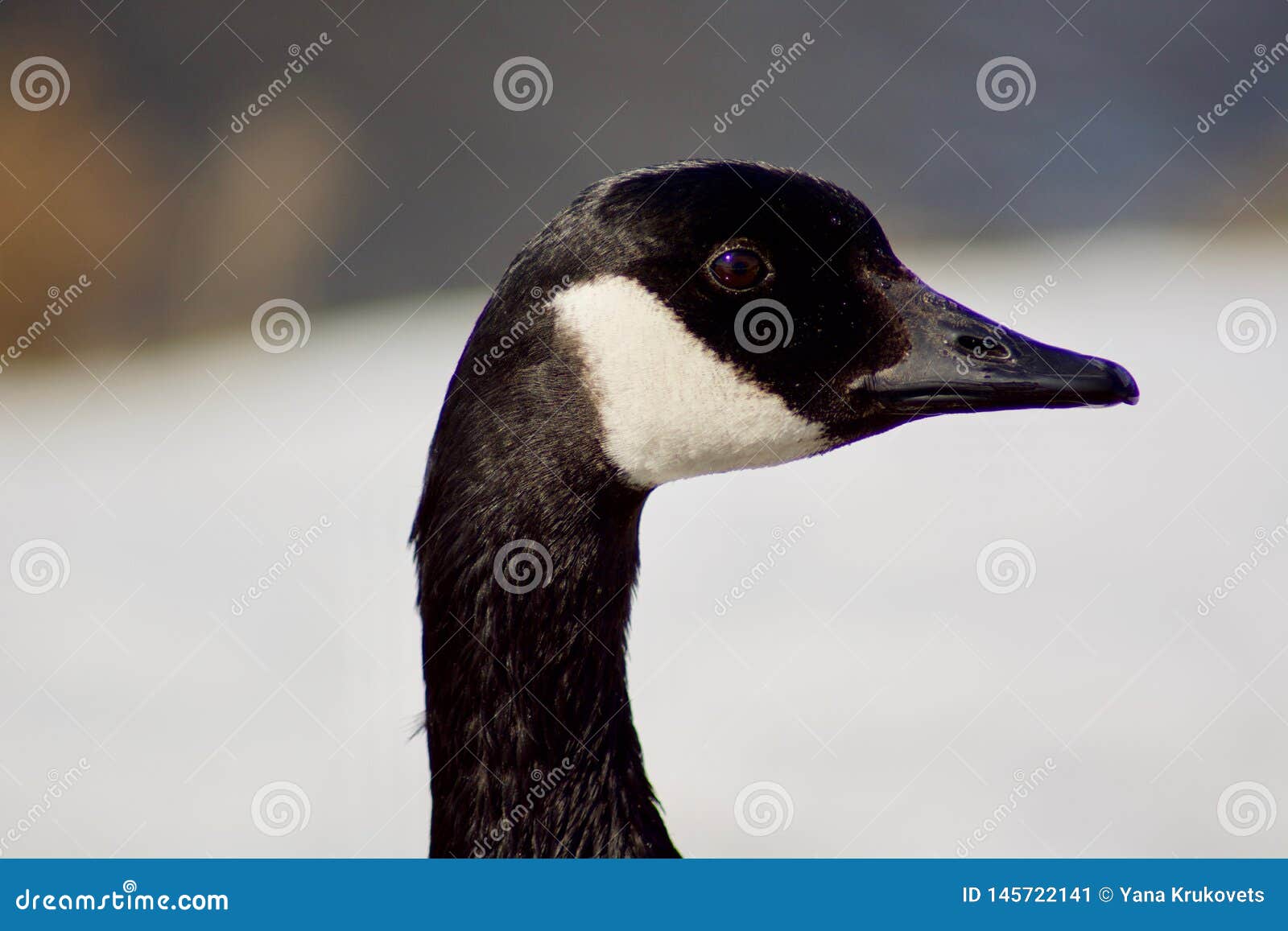 A beautiful Canada Goose stock image. Image of feathers - 145722141