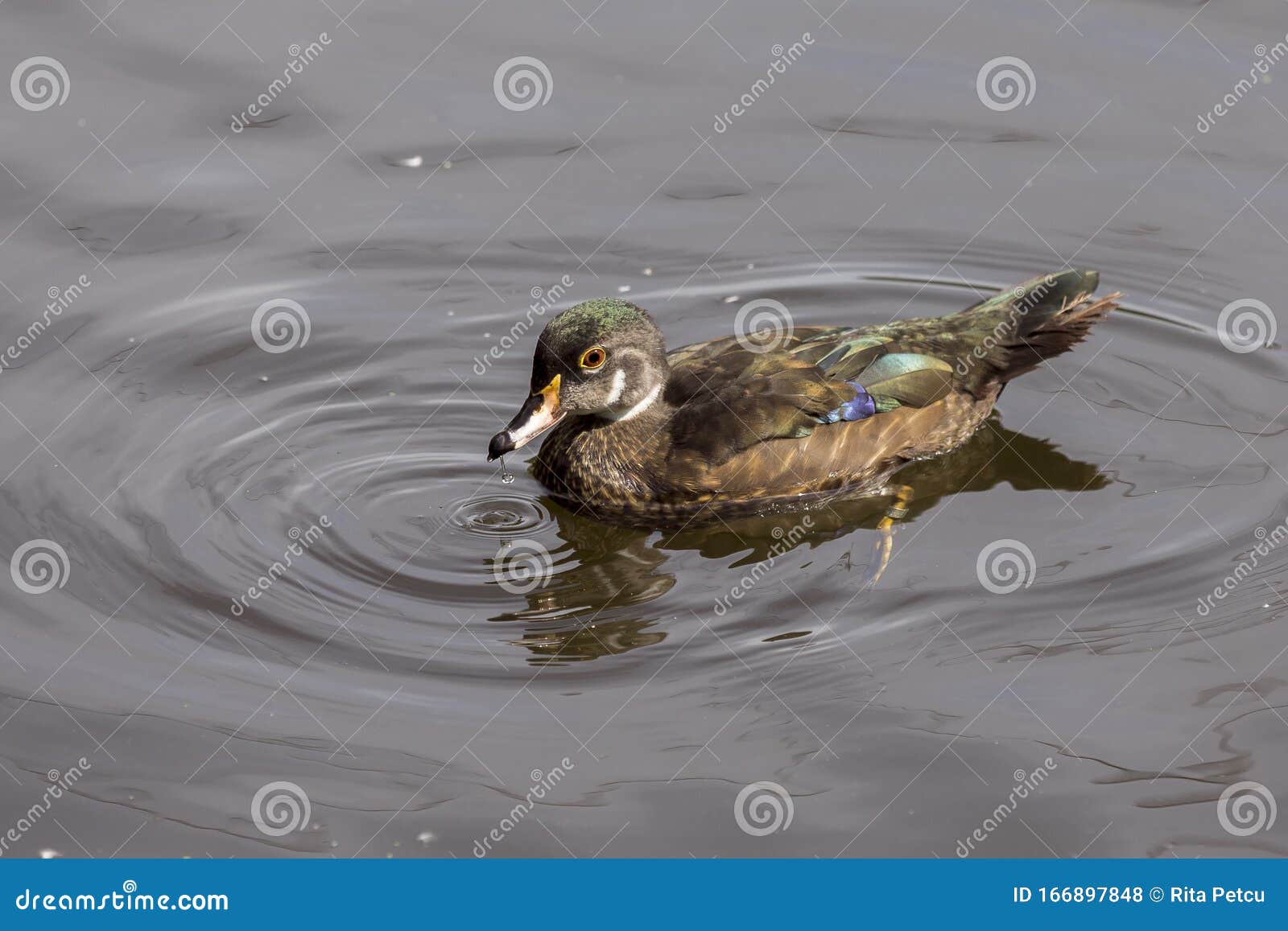 Beautiful Canadian Duck stock photo. Image of environment - 166897848
