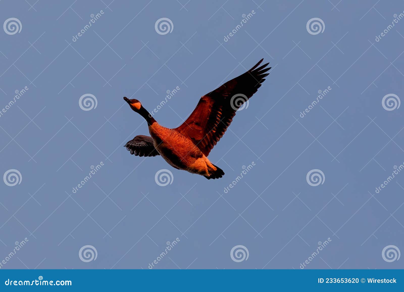 Beautiful Canadian Goose Flying in a Blue Sky Stock Photo - Image of ...