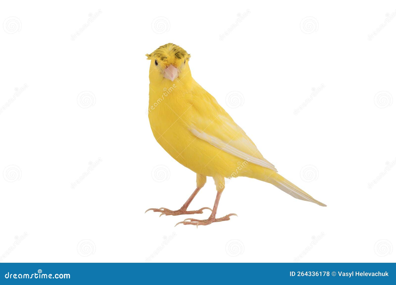 Beautiful Canary Isolated on White Background Stock Photo - Image of ...
