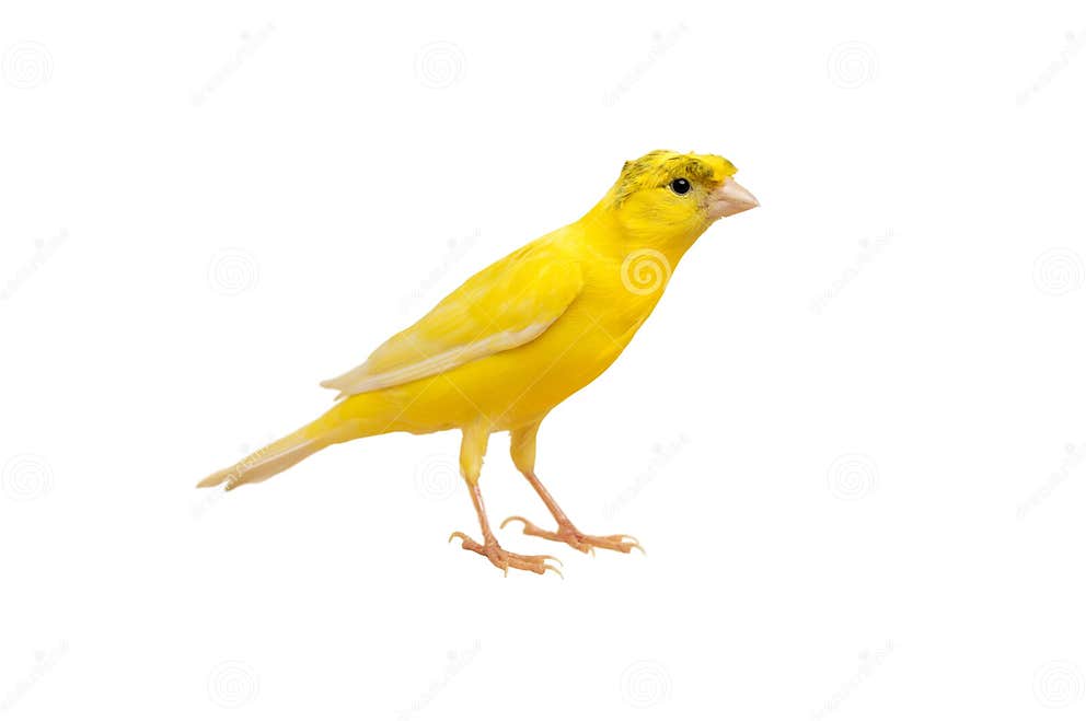 Beautiful Canary Isolated on White Background Stock Photo - Image of ...