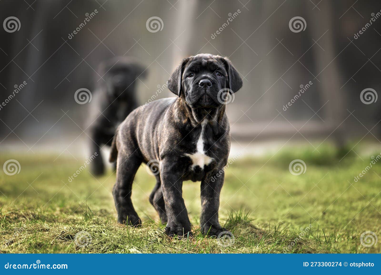 Serious Cane Corso Puppy Standing on Grass Stock Photo - Image of ...