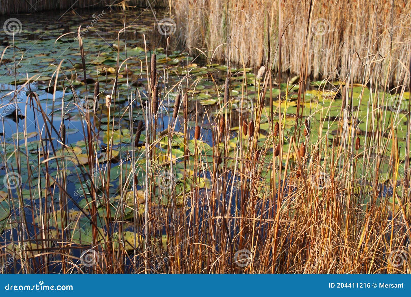 Beautiful canes in a lake stock photo. Image of relax - 204411216