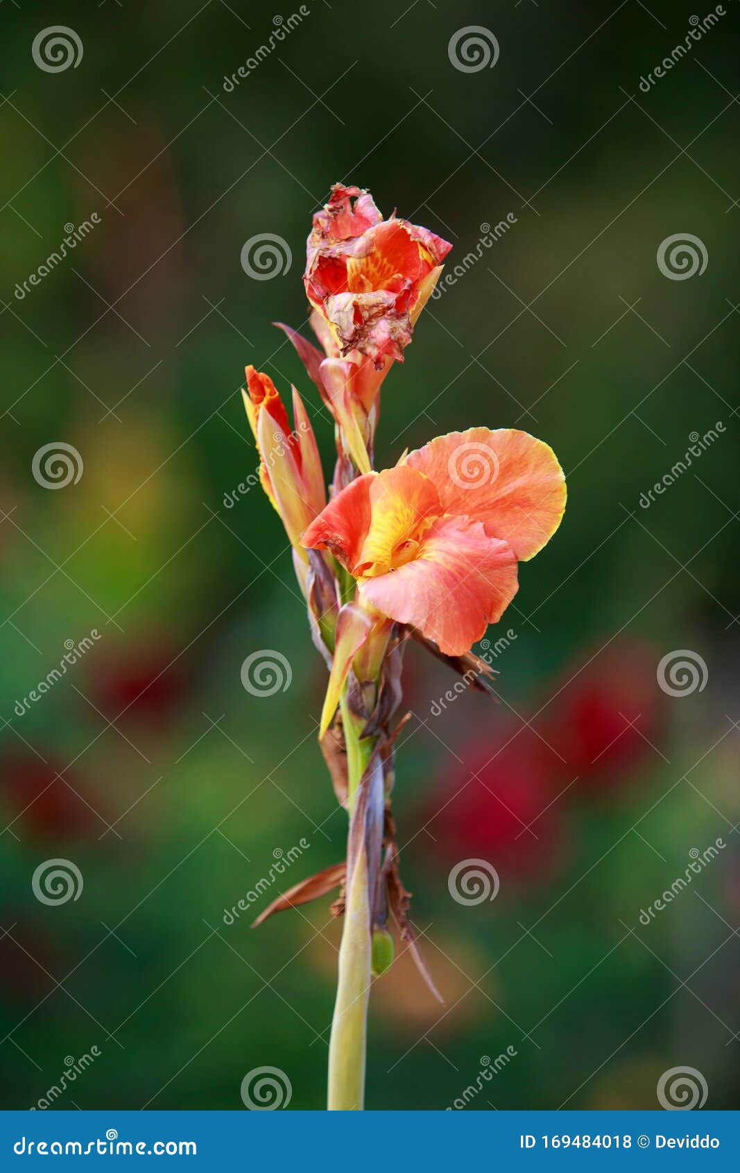 Beautiful cannes flowers stock photo. Image of lily - 169484018
