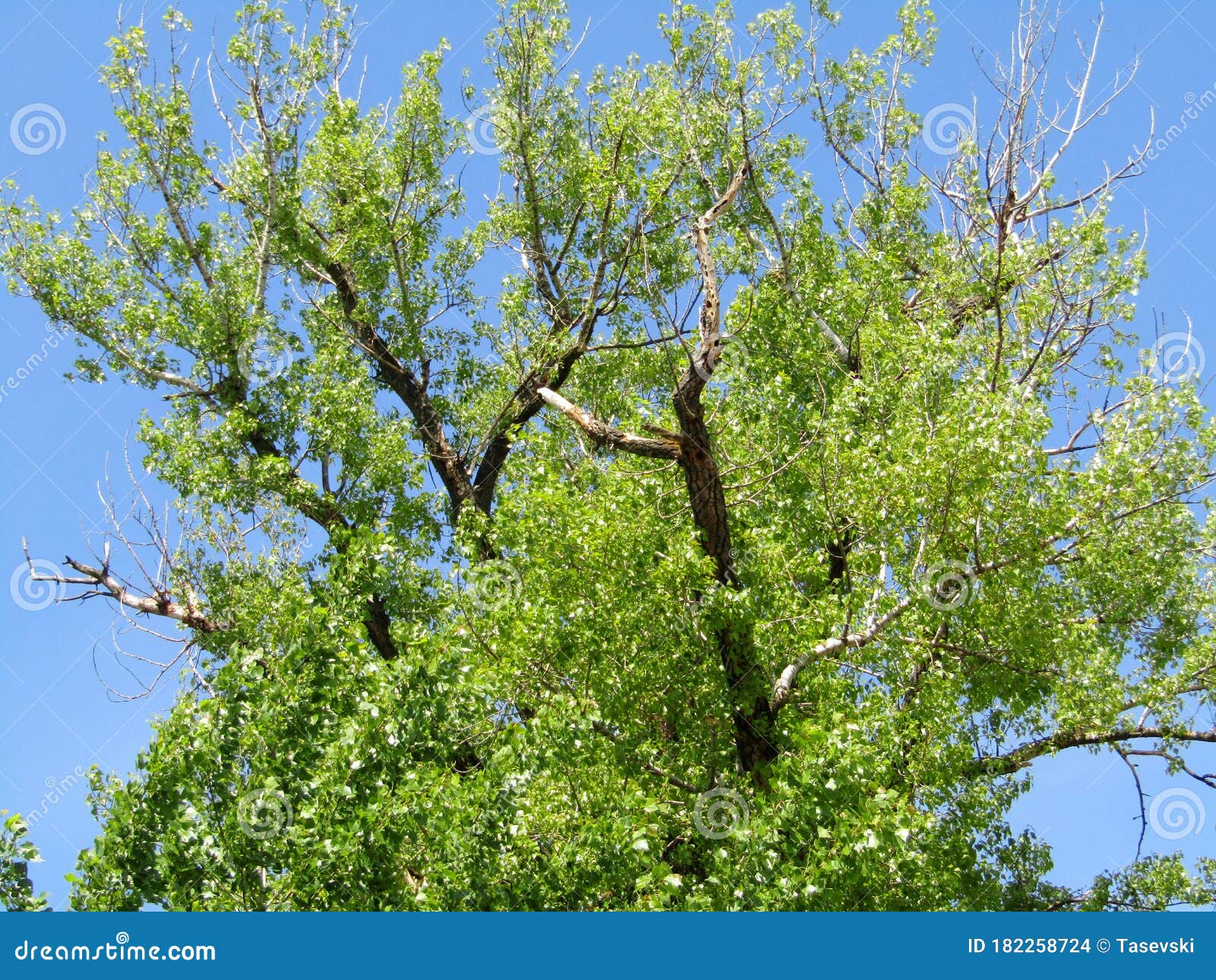 Beautiful Canopy of an Old Poplar Tree Stock Photo - Image of bright ...