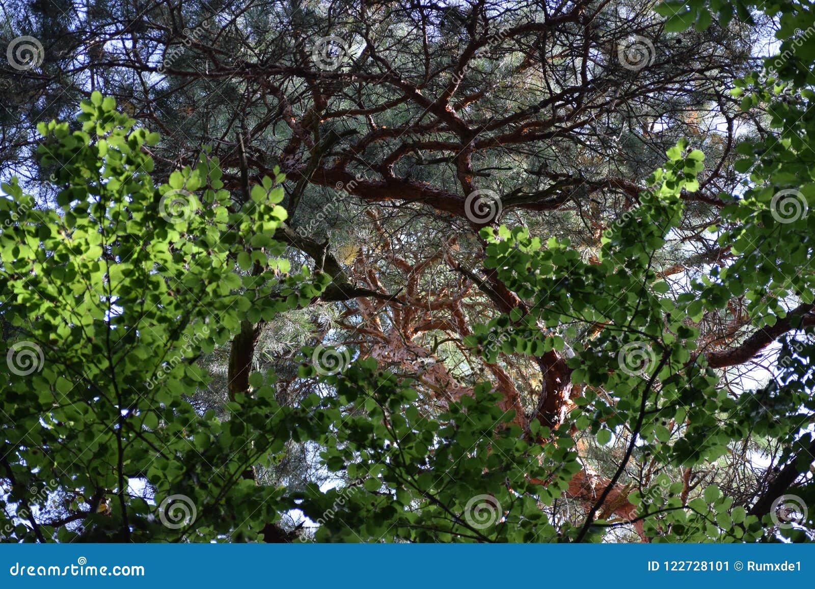Canopy of Several Tree Species Stock Image - Image of translucent ...